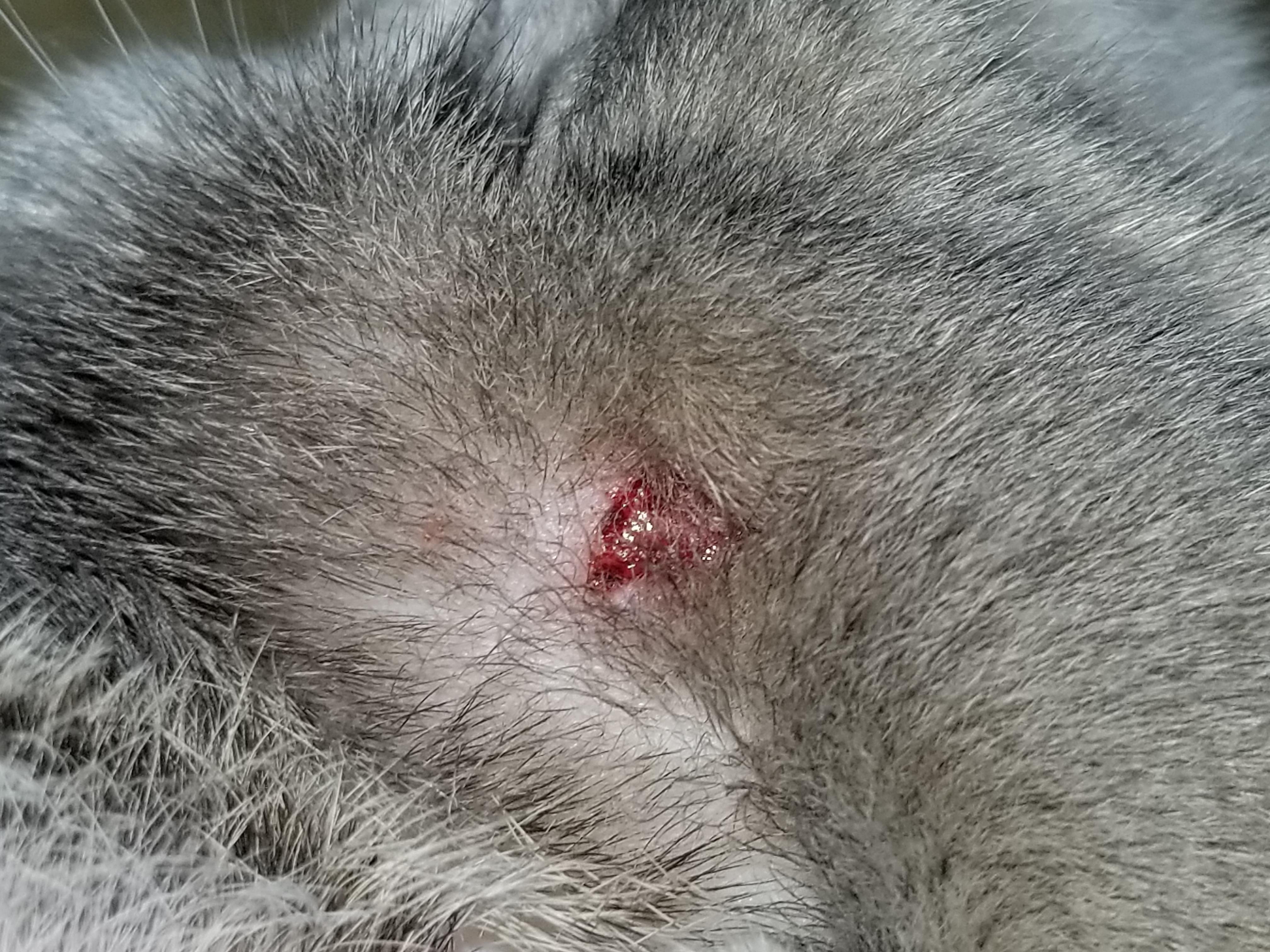 Cat's Crusty Ear Scab: Roughhousing or Vet Visit Needed? | Petco