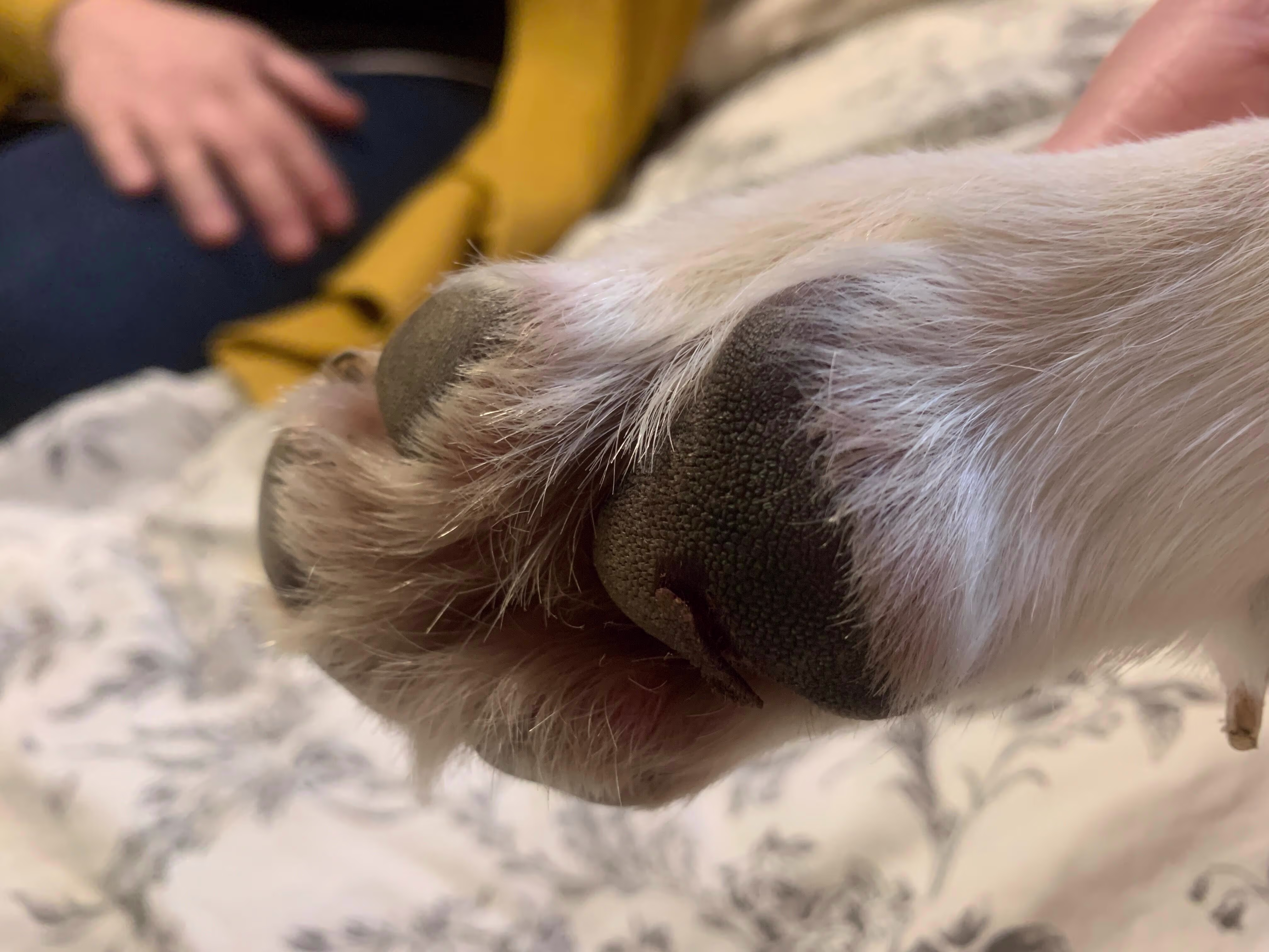 My Dog Cut Paw 5 Days Ago: Vet Needed or Will It Heal? | Petco