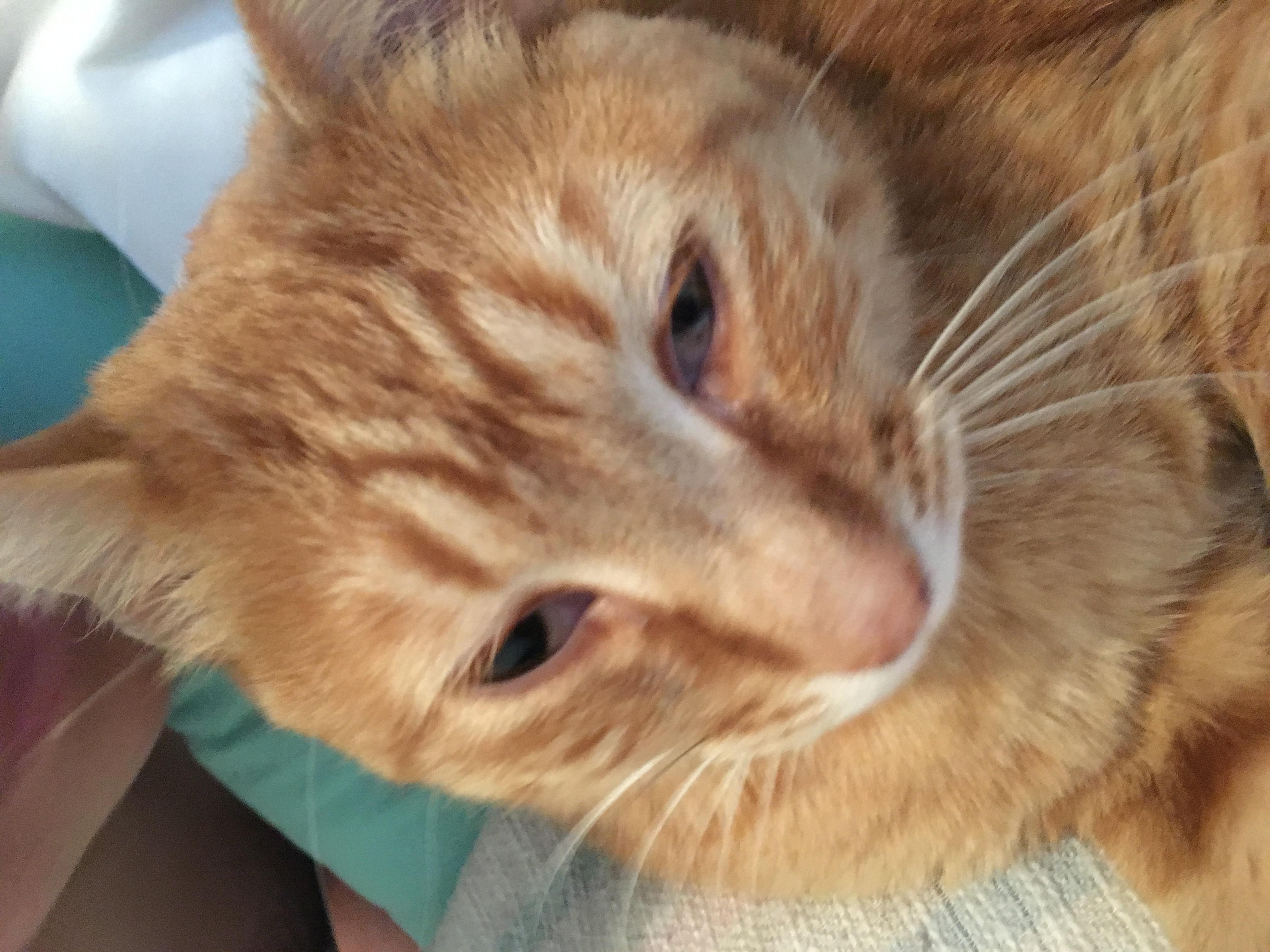 I adopted a 3yo male orange tabby cat 3 wks ago. I thought he has birth ...