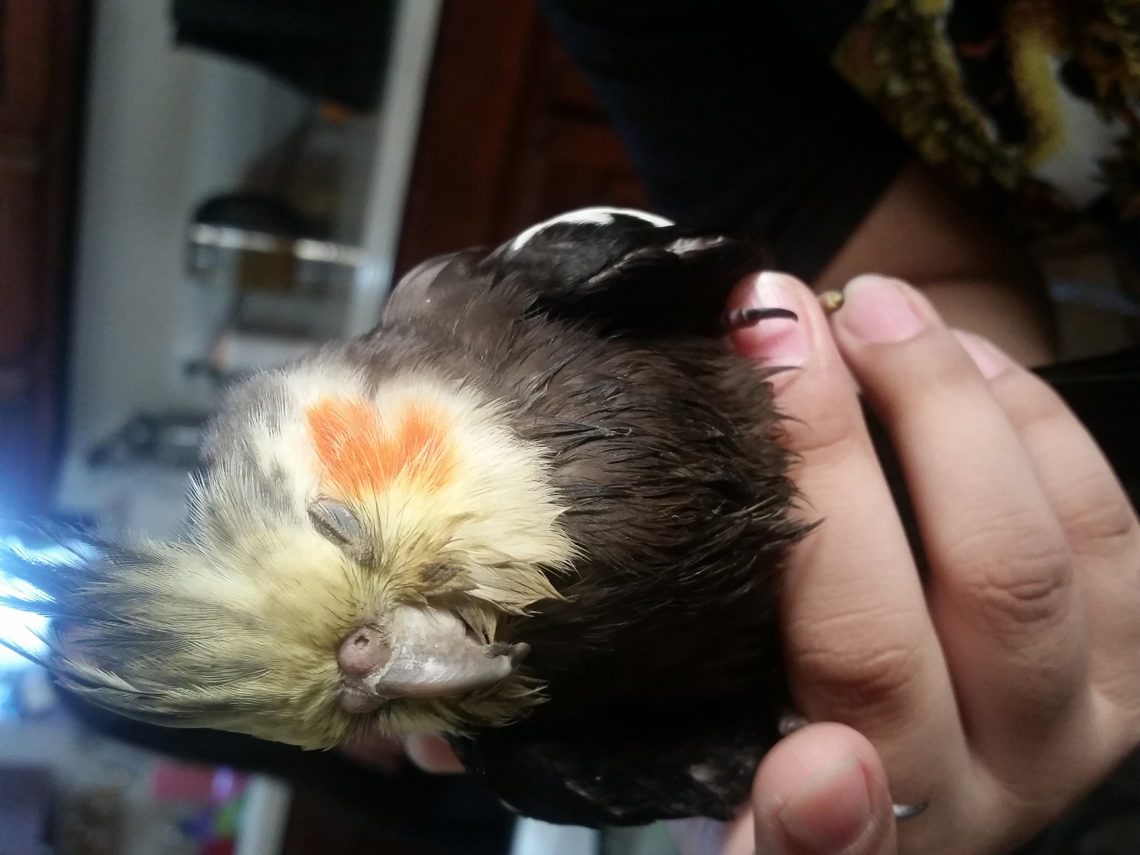 Why is my cockatiel sick? Eyes closed, squinting, sitting in corner | Petco
