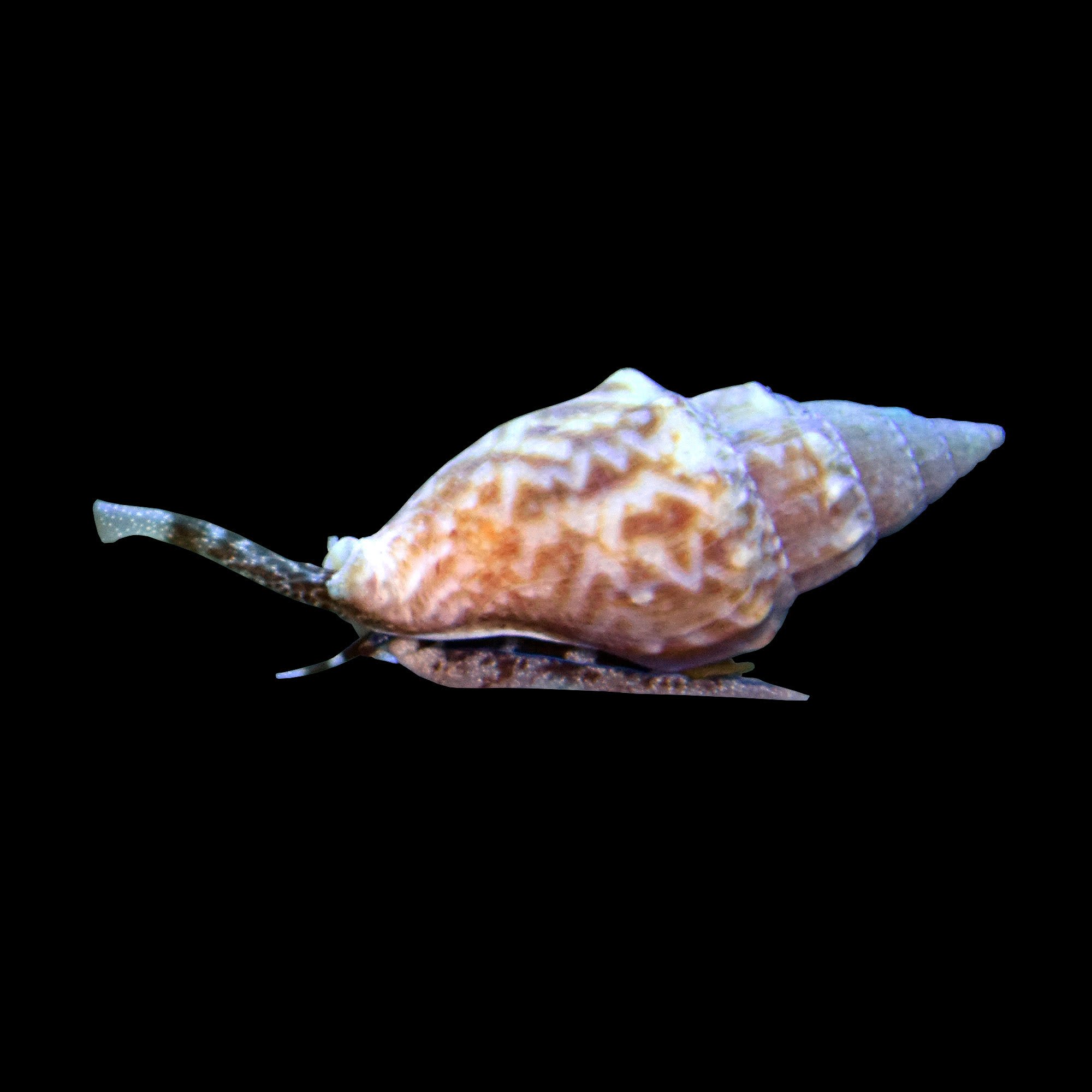 Nassarius Snail