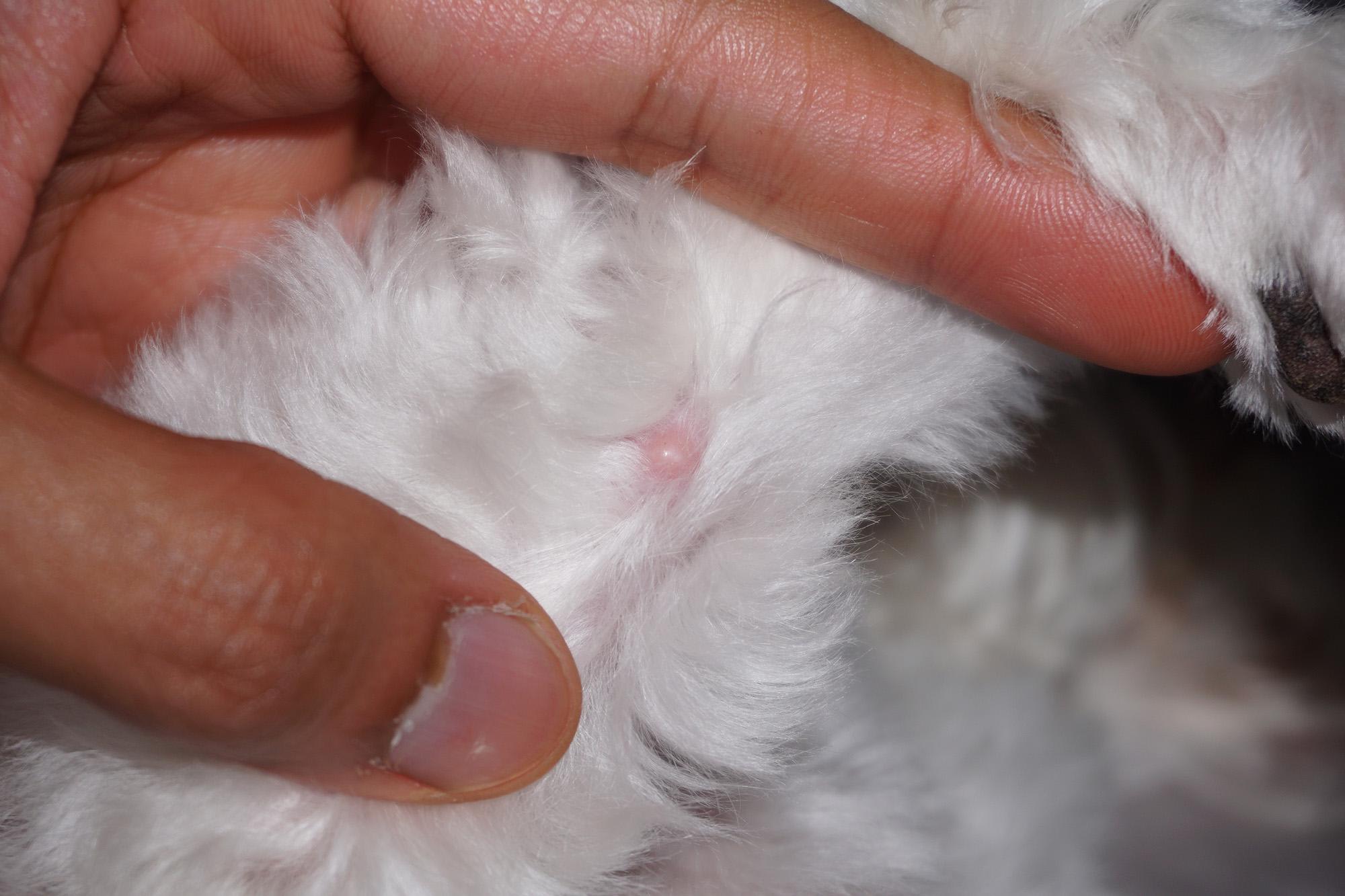 Pimple-like bump on your Maltese's arm? Should you worry? | Petco