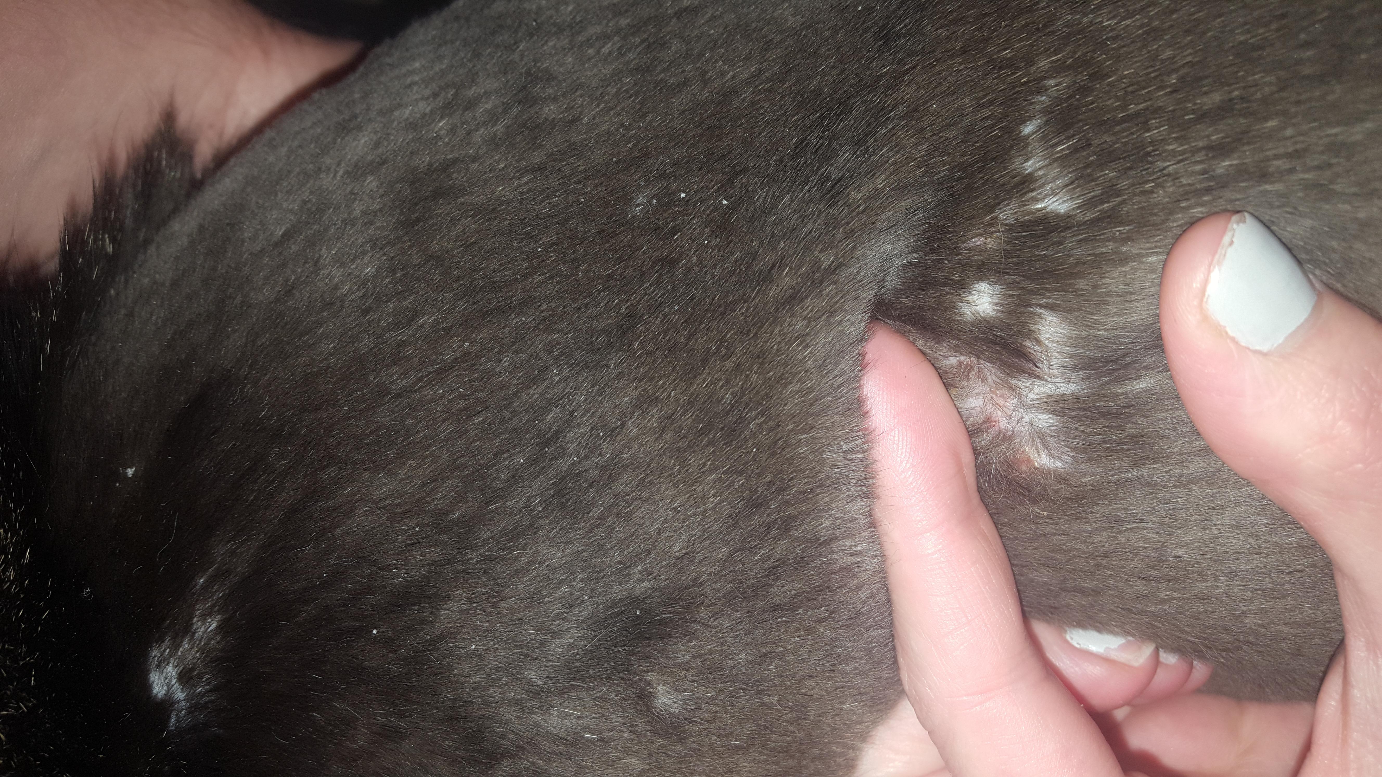 Cat's Scabby Bumps, Black Spots, Licking: Discover the Causes | Petco