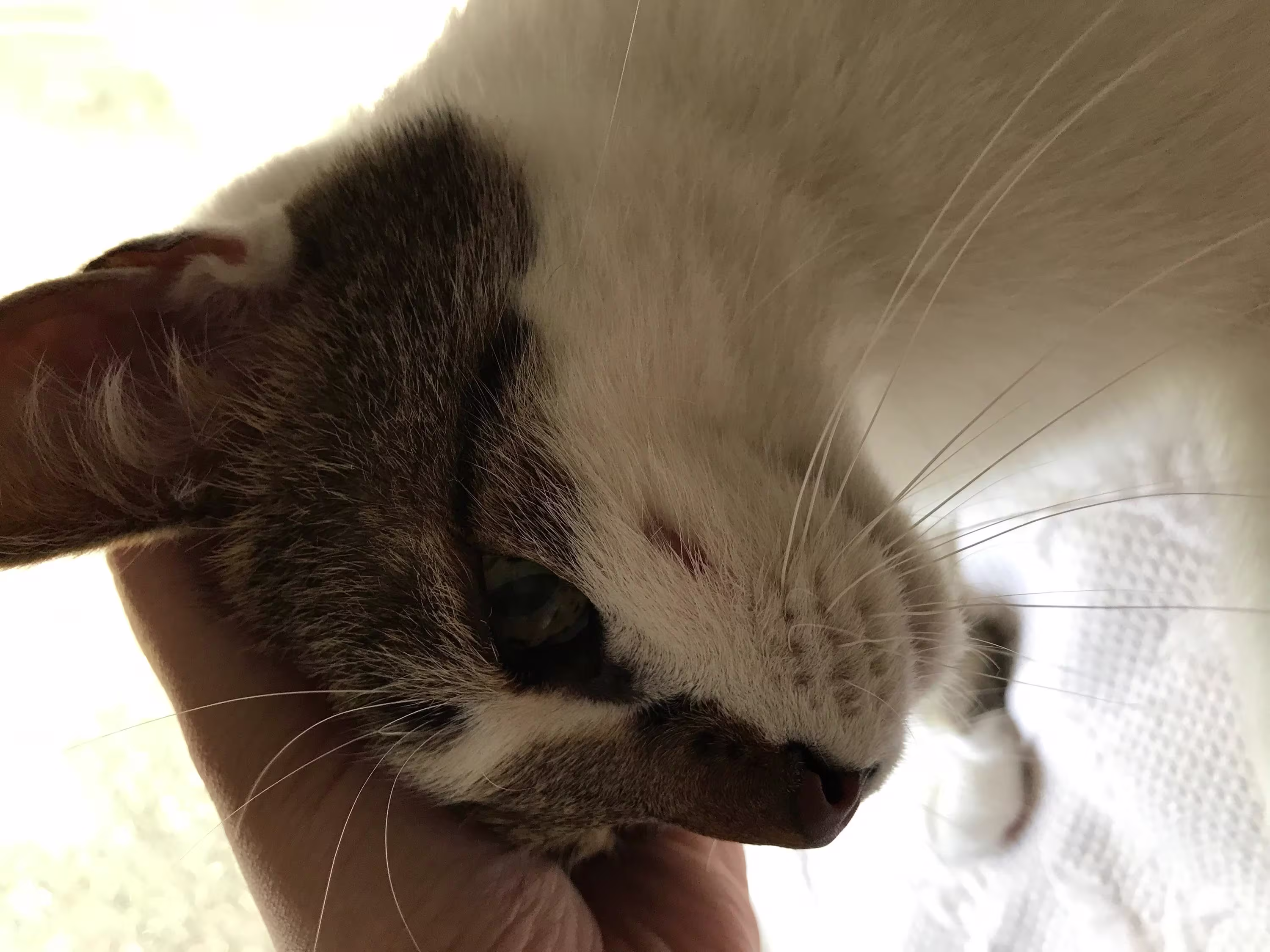 My Cat Has a Tiny Hairless Red Spot on Its Face. What Is It? | Petco