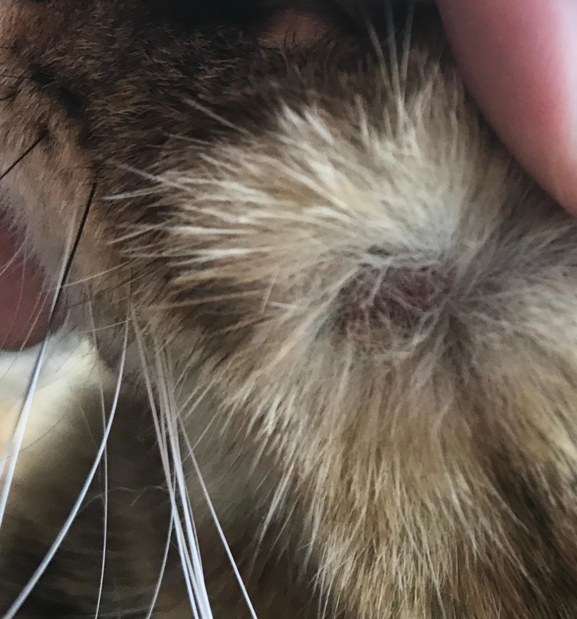Why Does My Cat Have Scabby Bumps on Her Face & Eyes? | Petco