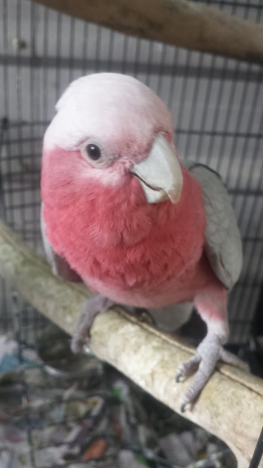 How to Feed Your Galah: Best Diet & Feeding Schedule Tips | Petco