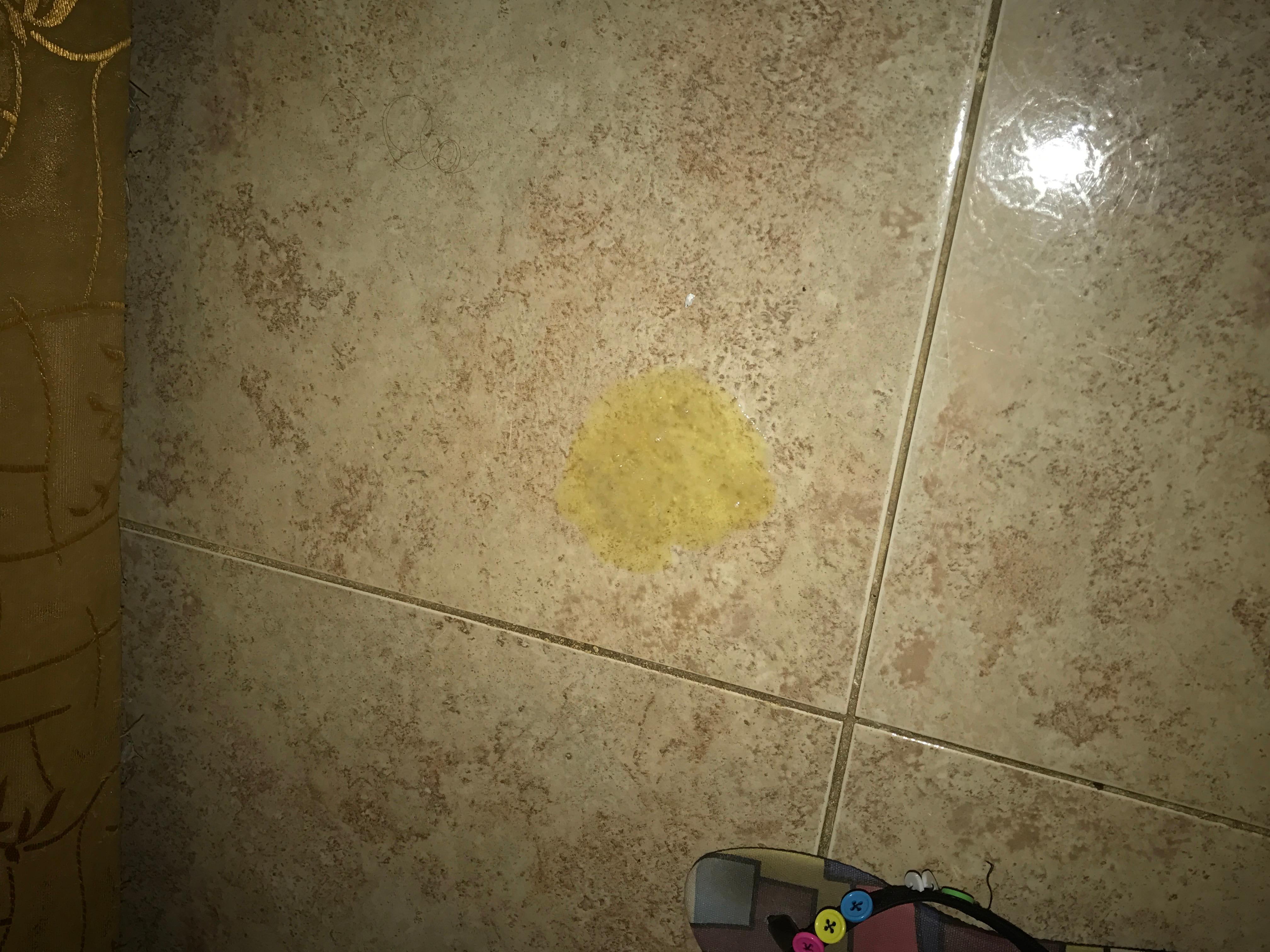 Why is my cat throwing up yellow bile? Meaning & What to Do | Petco