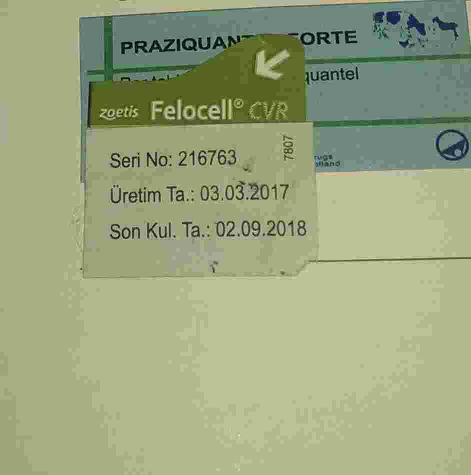 My kitten got Zoetis Felocell CVR. Is it the right first vaccine? | Petco