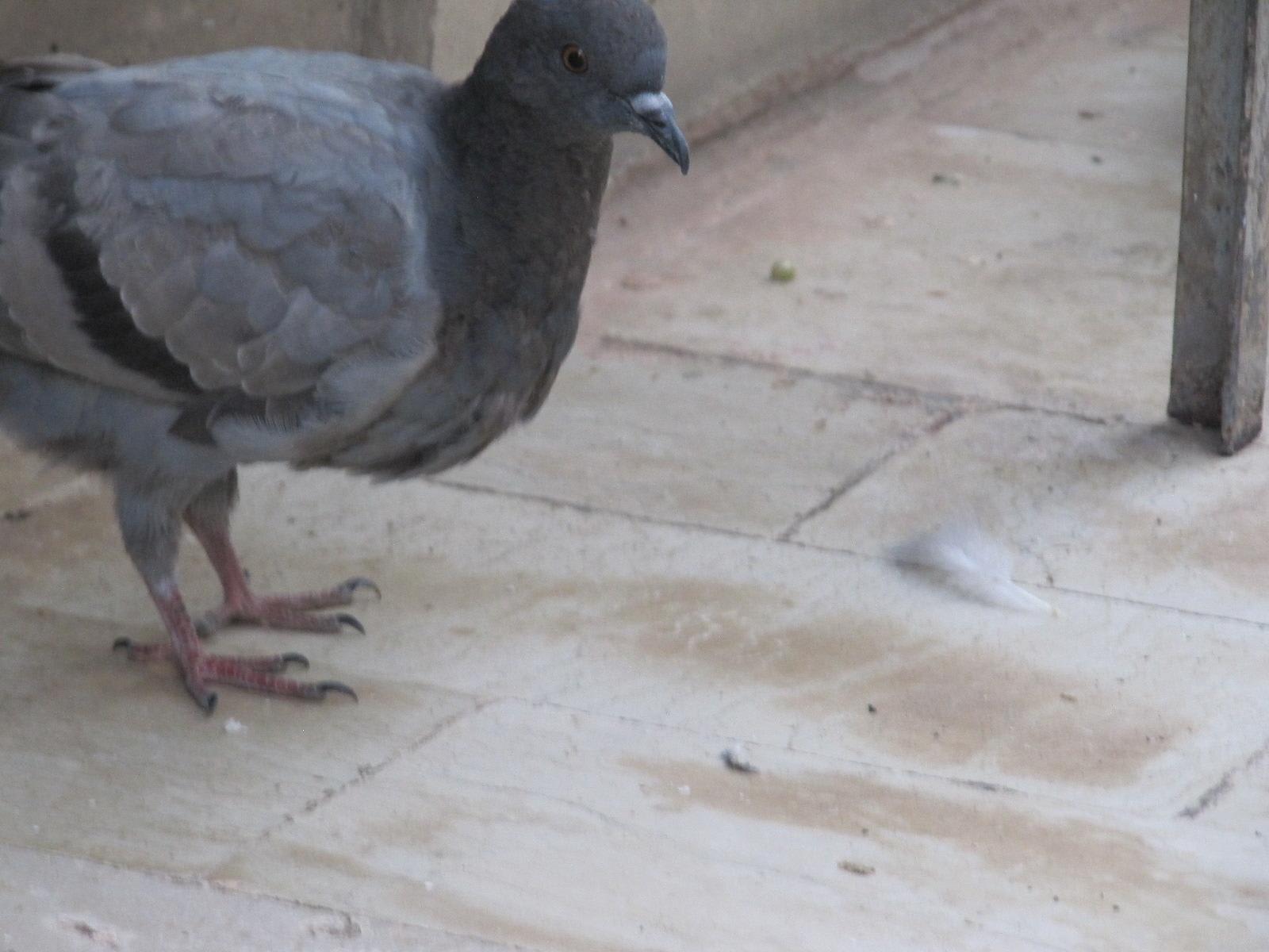 Wild Pigeon with Swollen Chest & Green Poop? Get Help Now | Petco