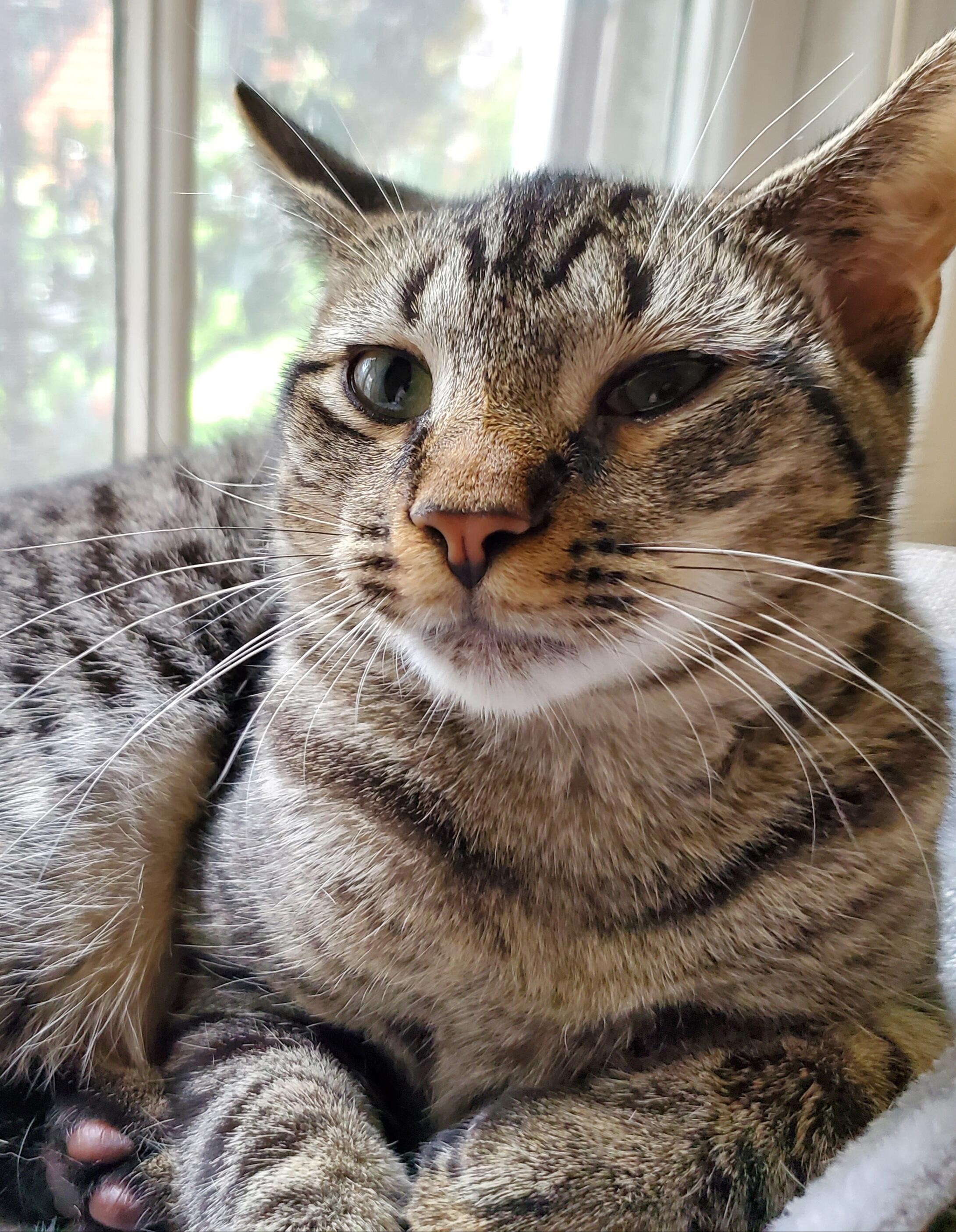 Kitten's Crusty Eye? Is Terramycin Safe & How Often to Use? | Petco