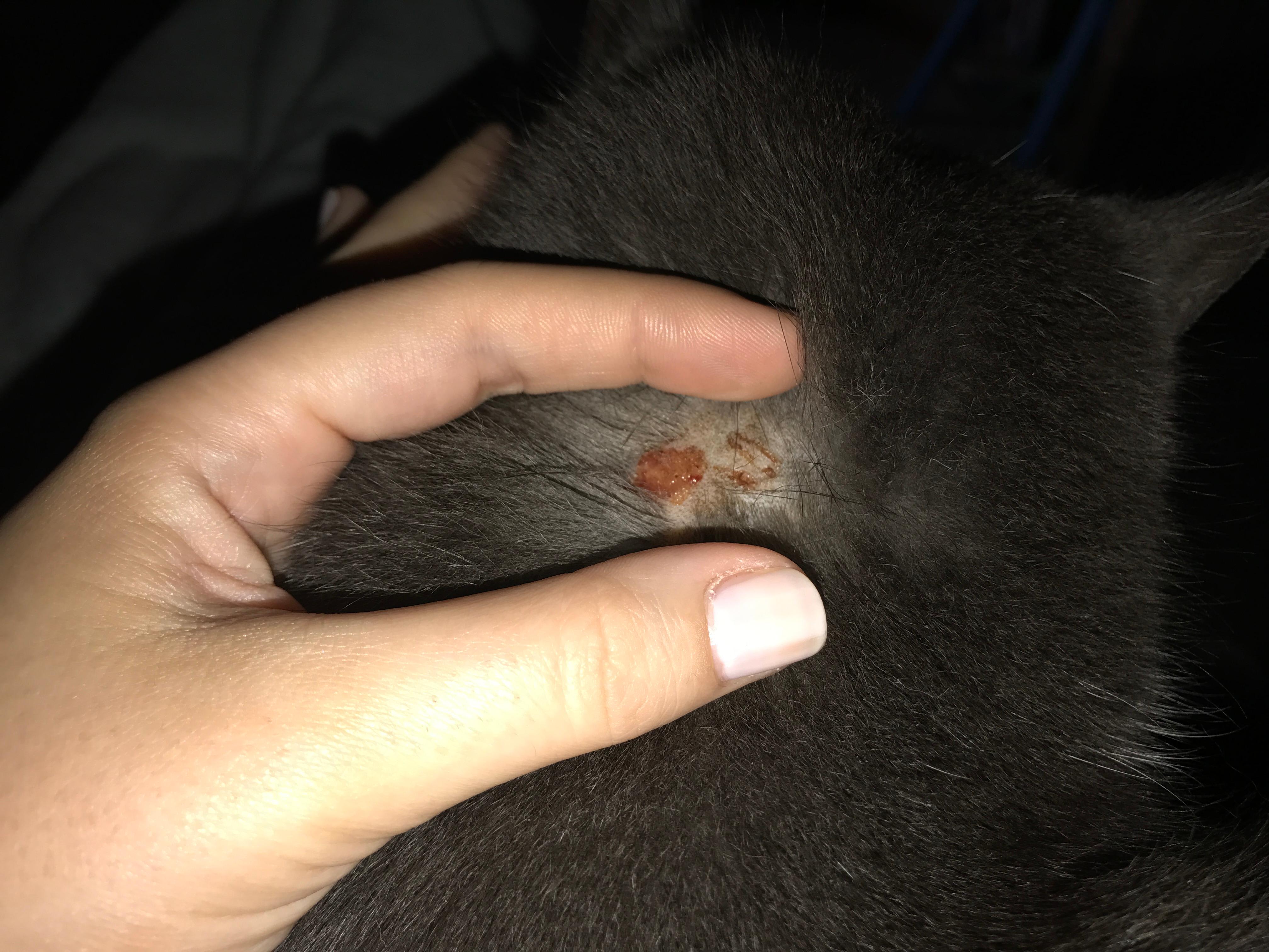 What's this infected scab on my cat's neck if he's not itching? | Petco