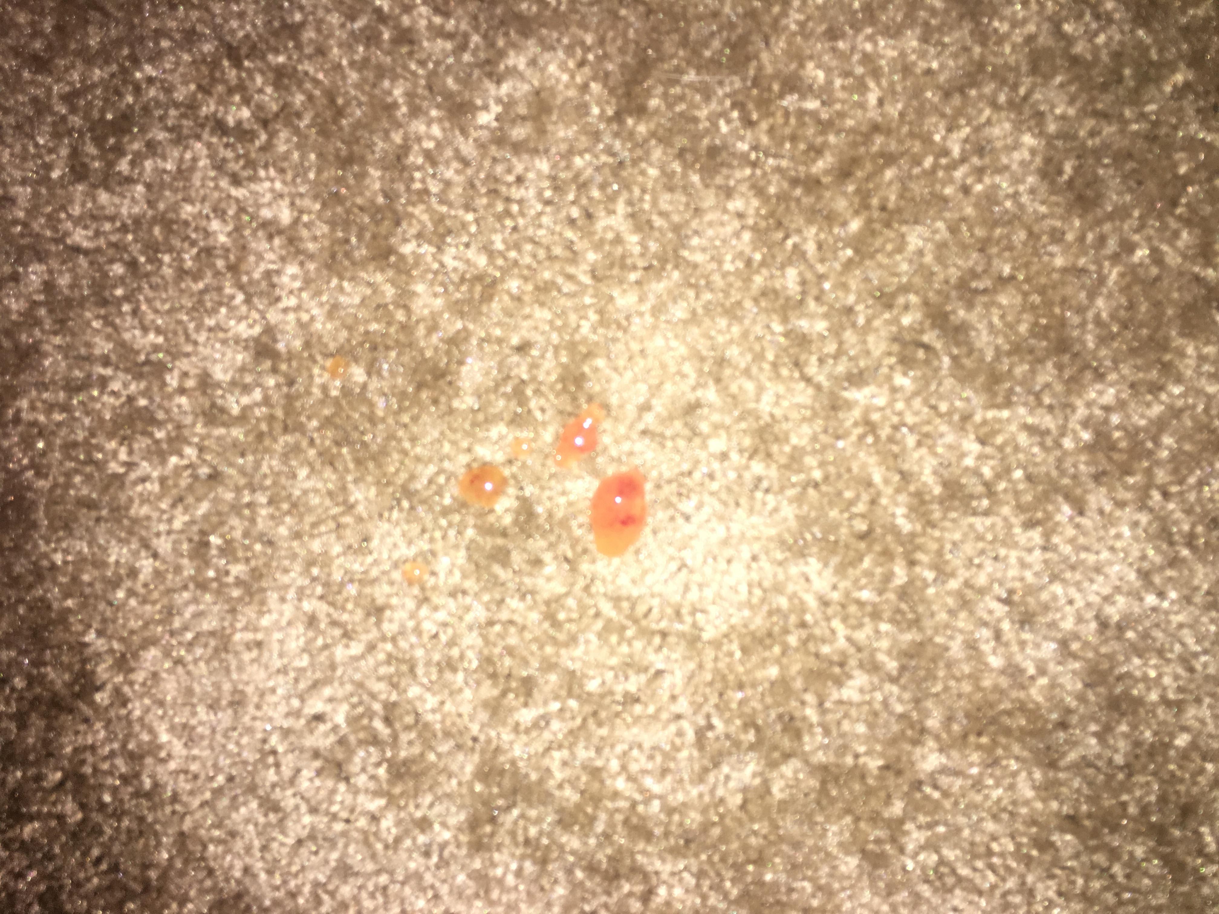 My new puppy has gooey blood in his poop. What should I do? | Petco