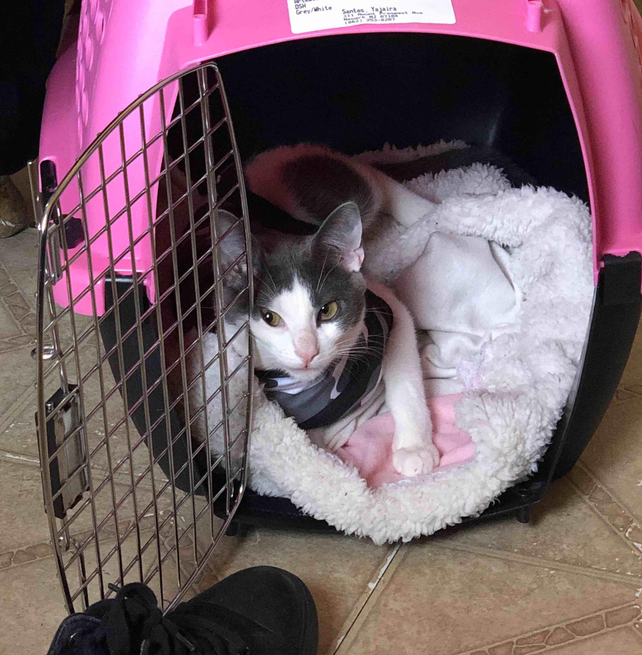 Is Your Cat's Spay Incision Healing? Plus, Cone Alternatives! | Petco