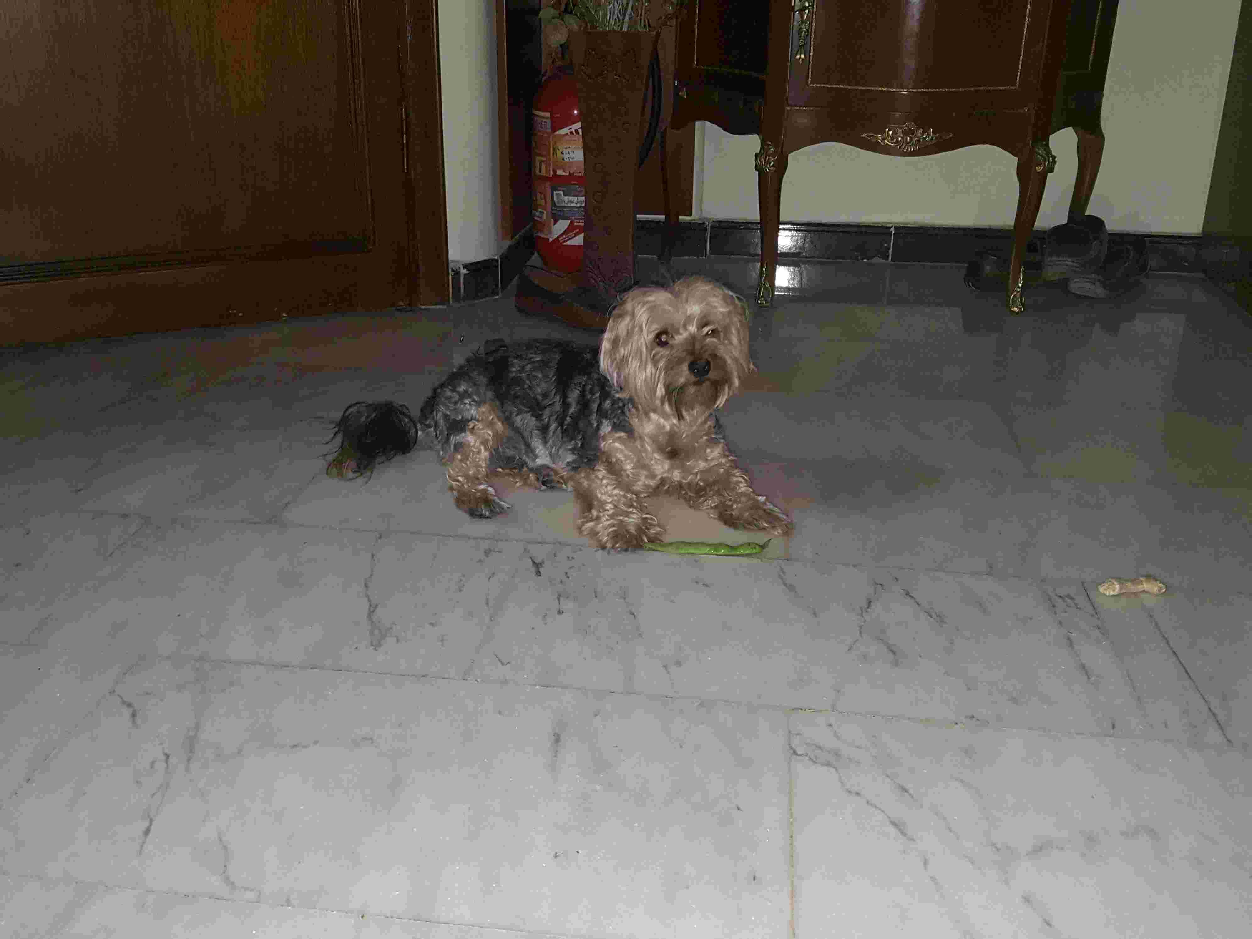 My Yorkie Has Skin Pimples & Scratching: Best Treatments? | Petco