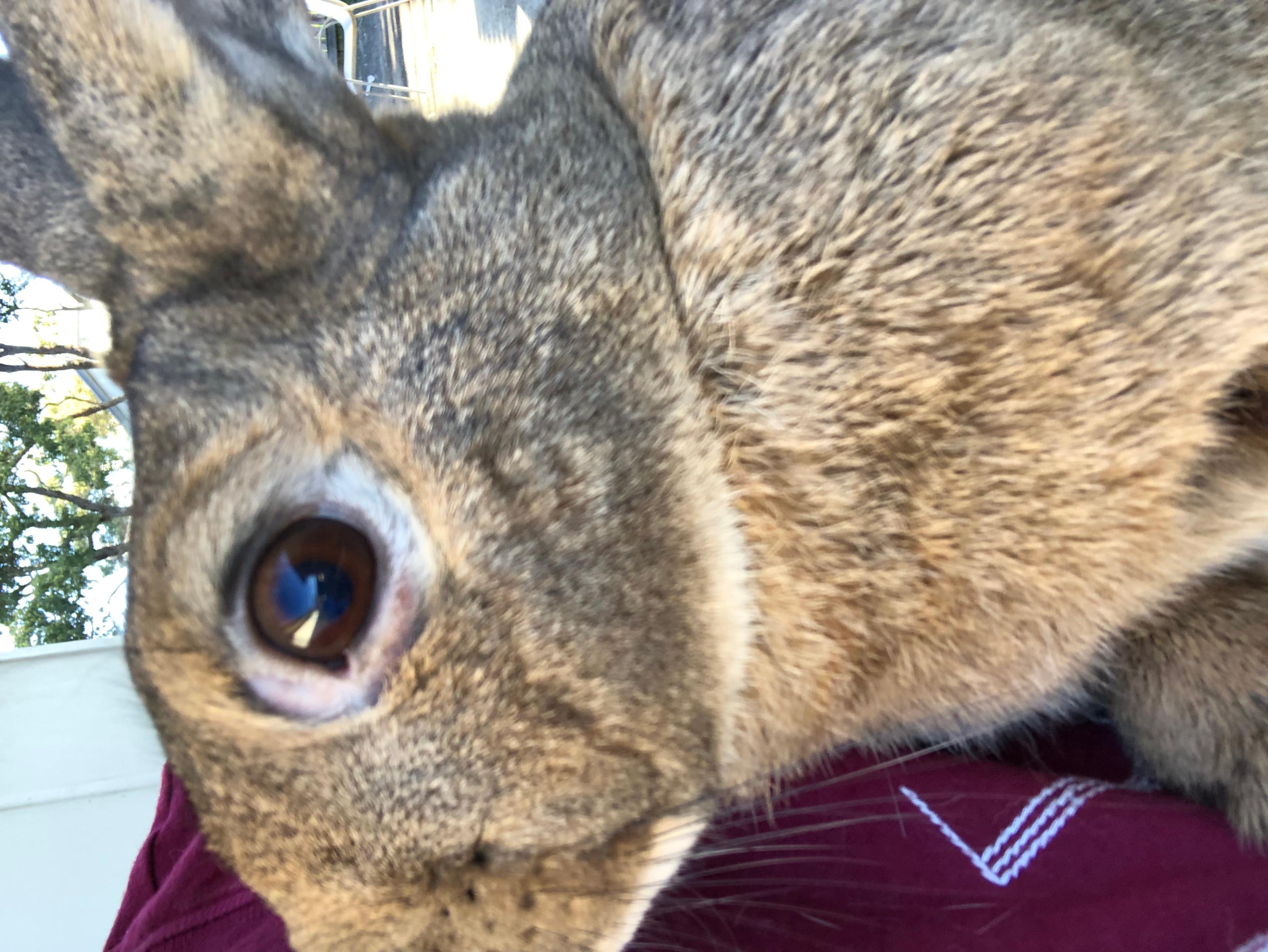 Why Is Your Rabbit Losing Fur Around Its Eye? Find Out Now | Petco