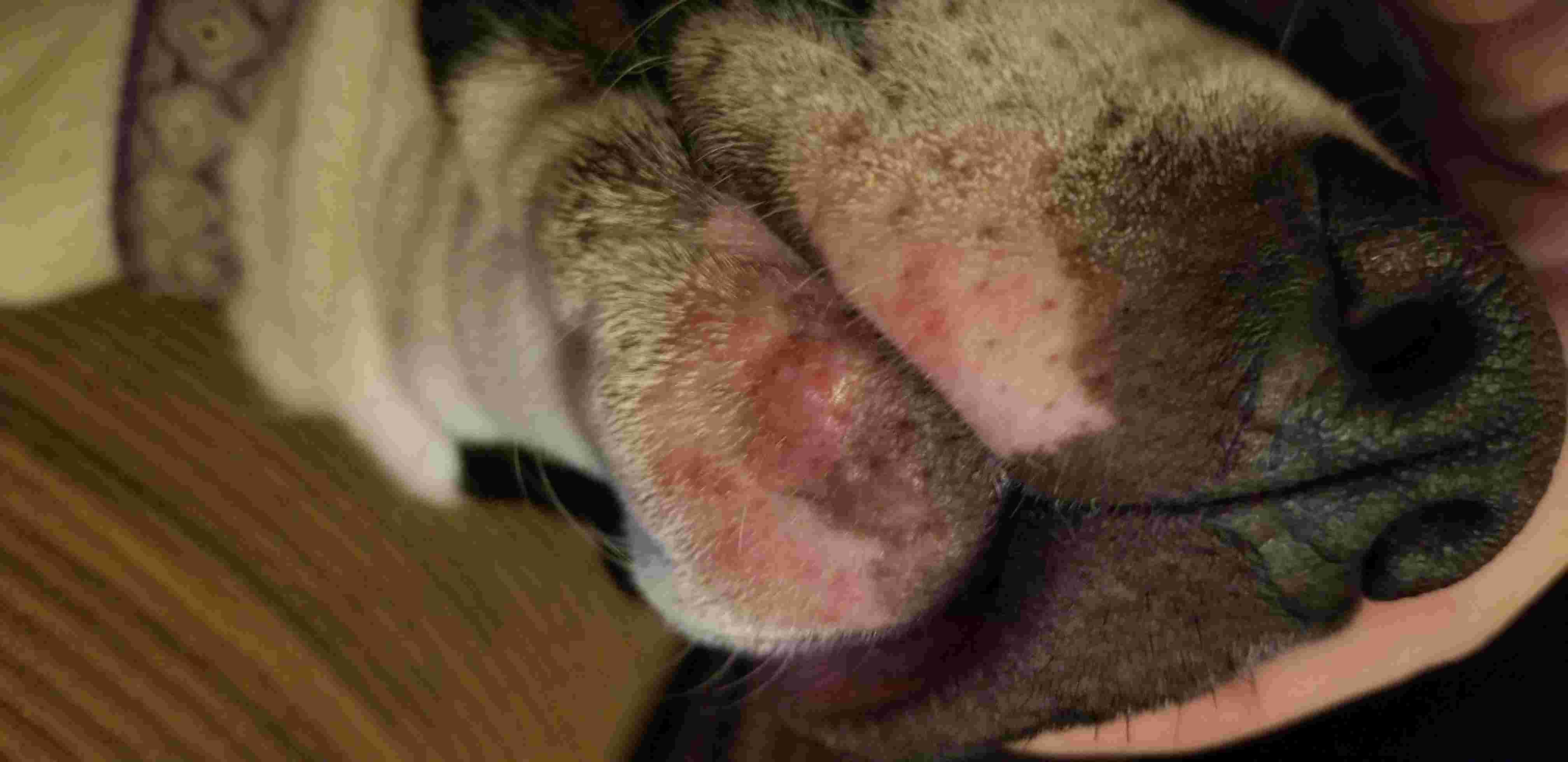 Puppy Chin Pimples: Is it Puppy Strangles or Allergies? | Petco