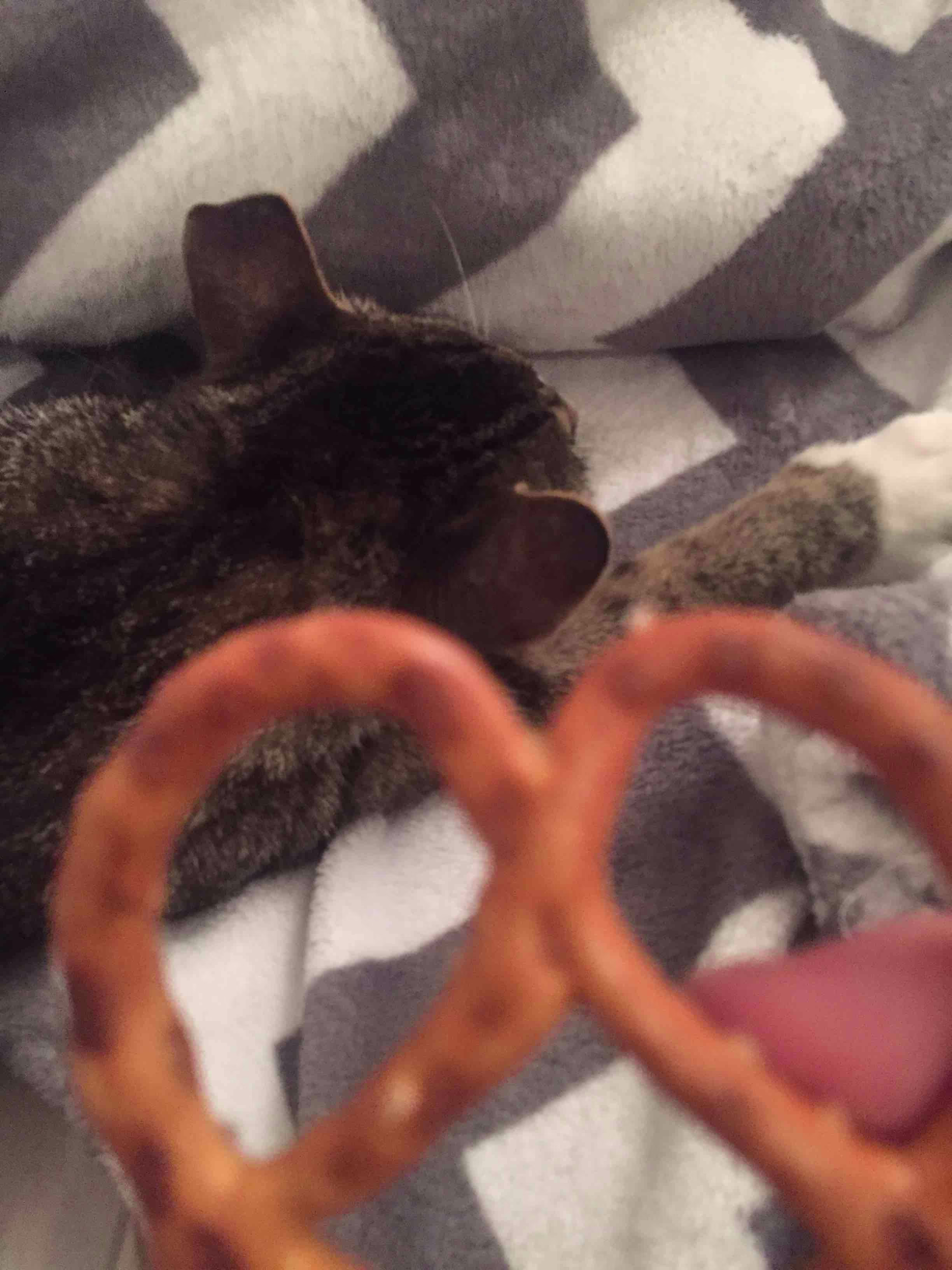 My Cat Wants a Pretzel. Can Cats Safely Eat Pretzels? | Petco