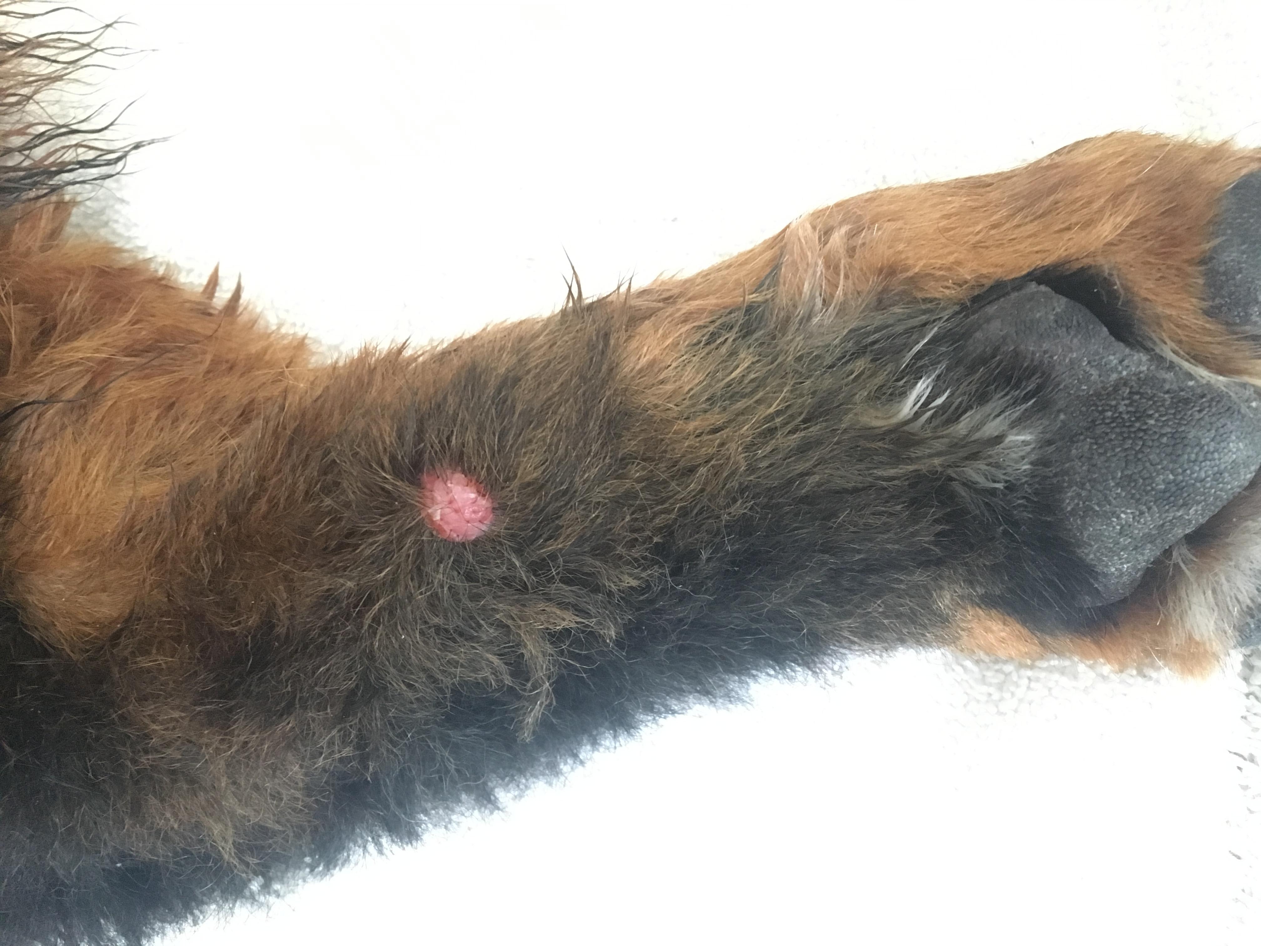 New lump on dog's foot after melanoma: Vet or oncologist? | Petco
