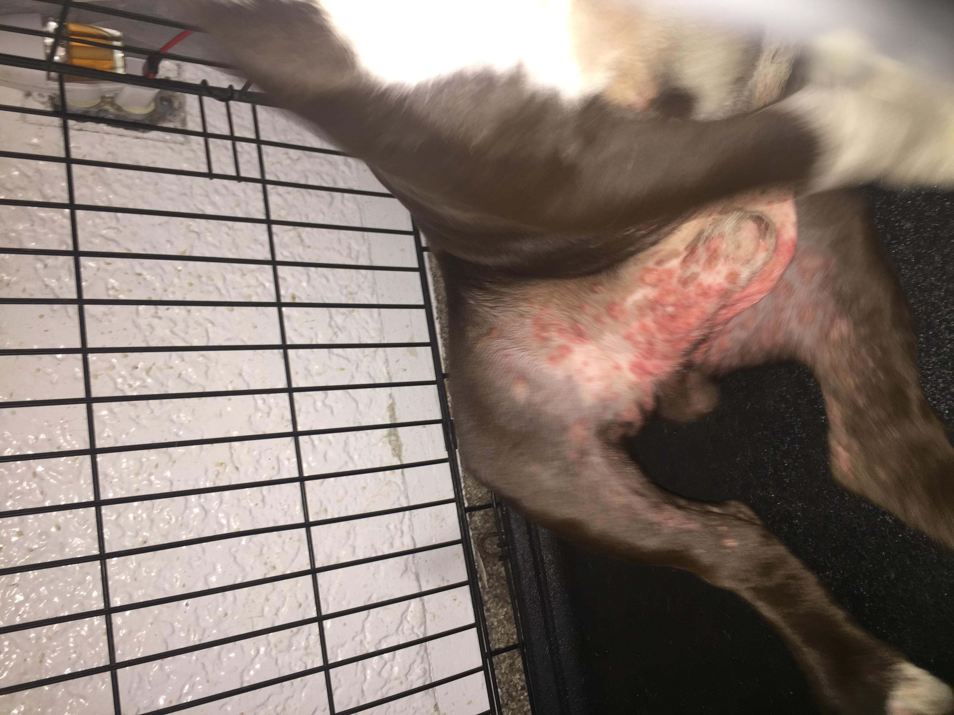 Why is my dog licking and biting a red rash on his groin? | Petco