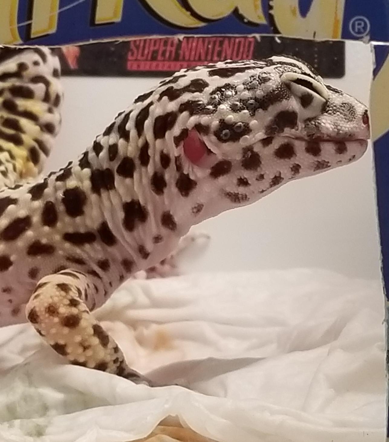 Leopard Gecko Eyes Stuck Shut After Shedding? Find Out Why | Petco