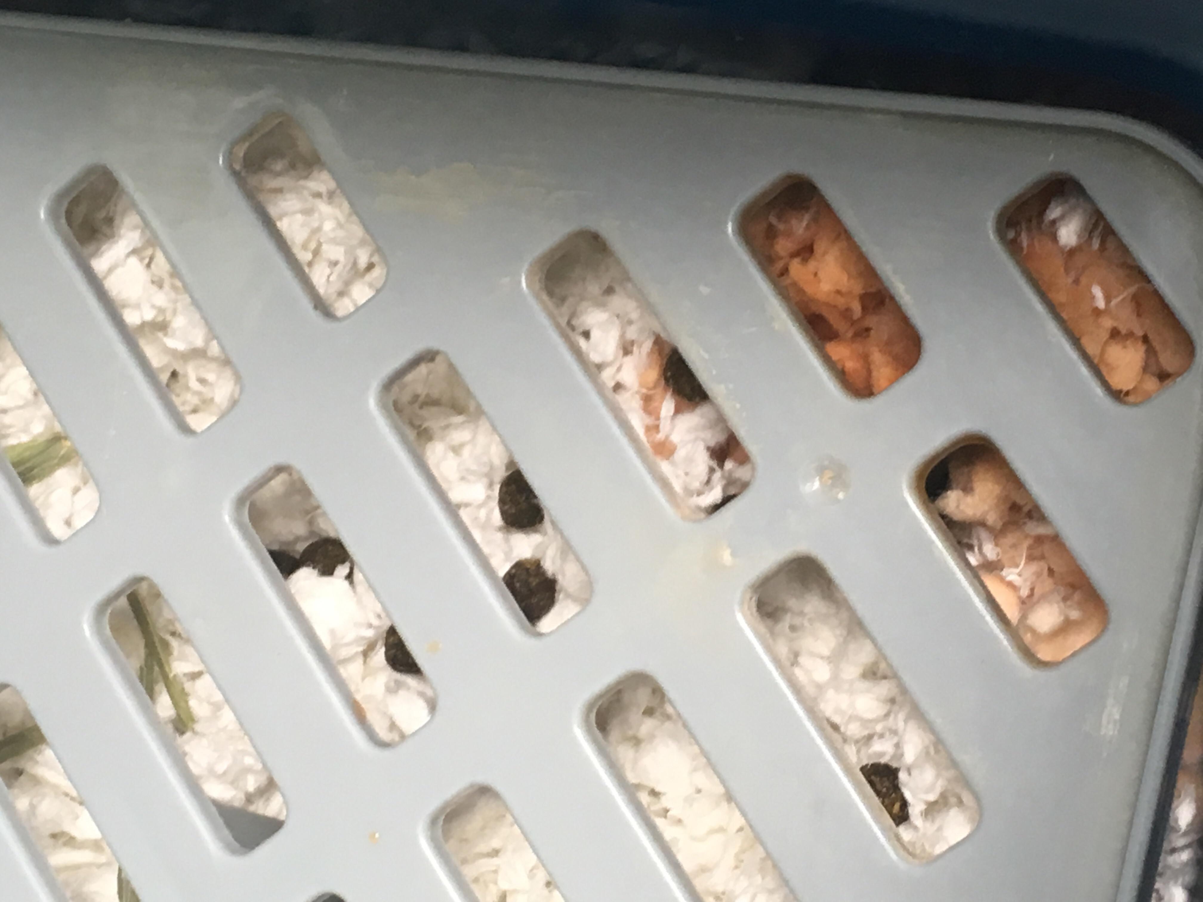 Is Orange-Red Pee in Your New Rabbit's Litter Box Normal? | Petco