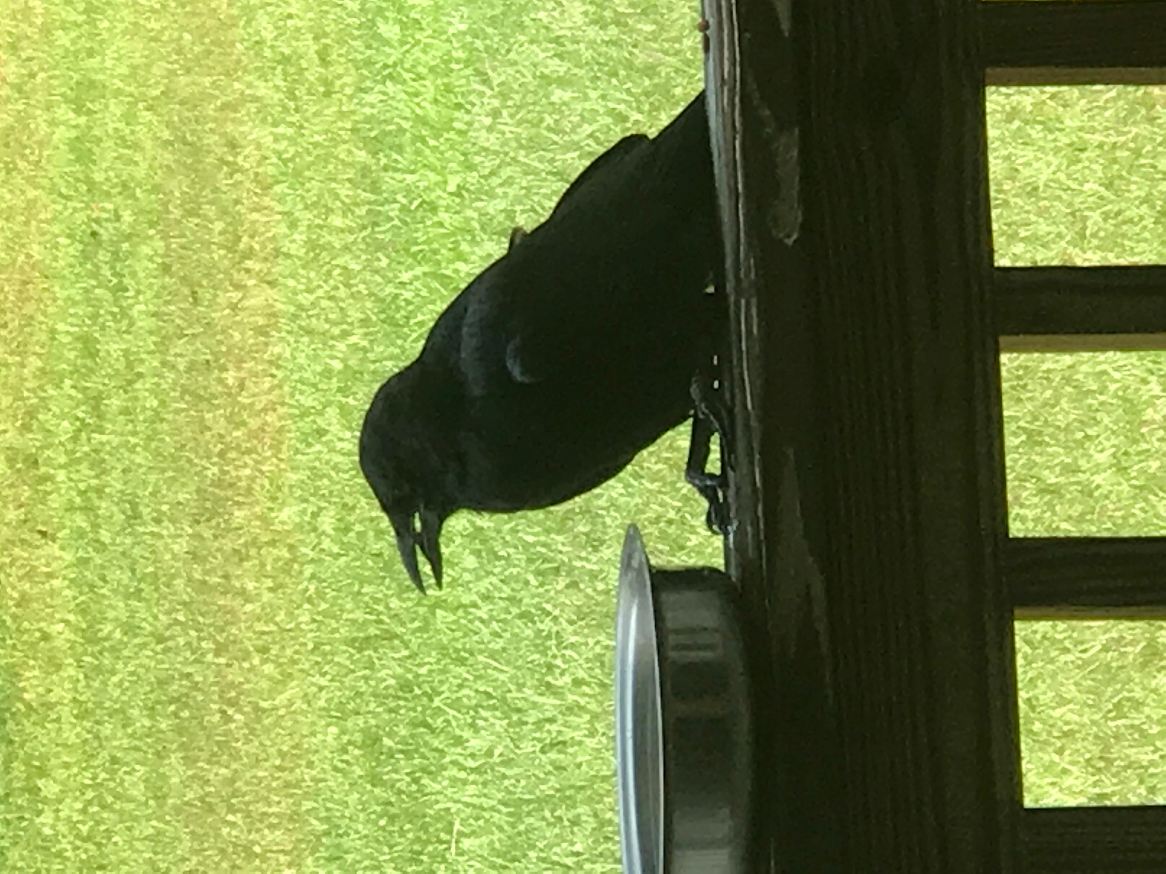 What to do if you find a sick or injured crow in your yard? | Petco
