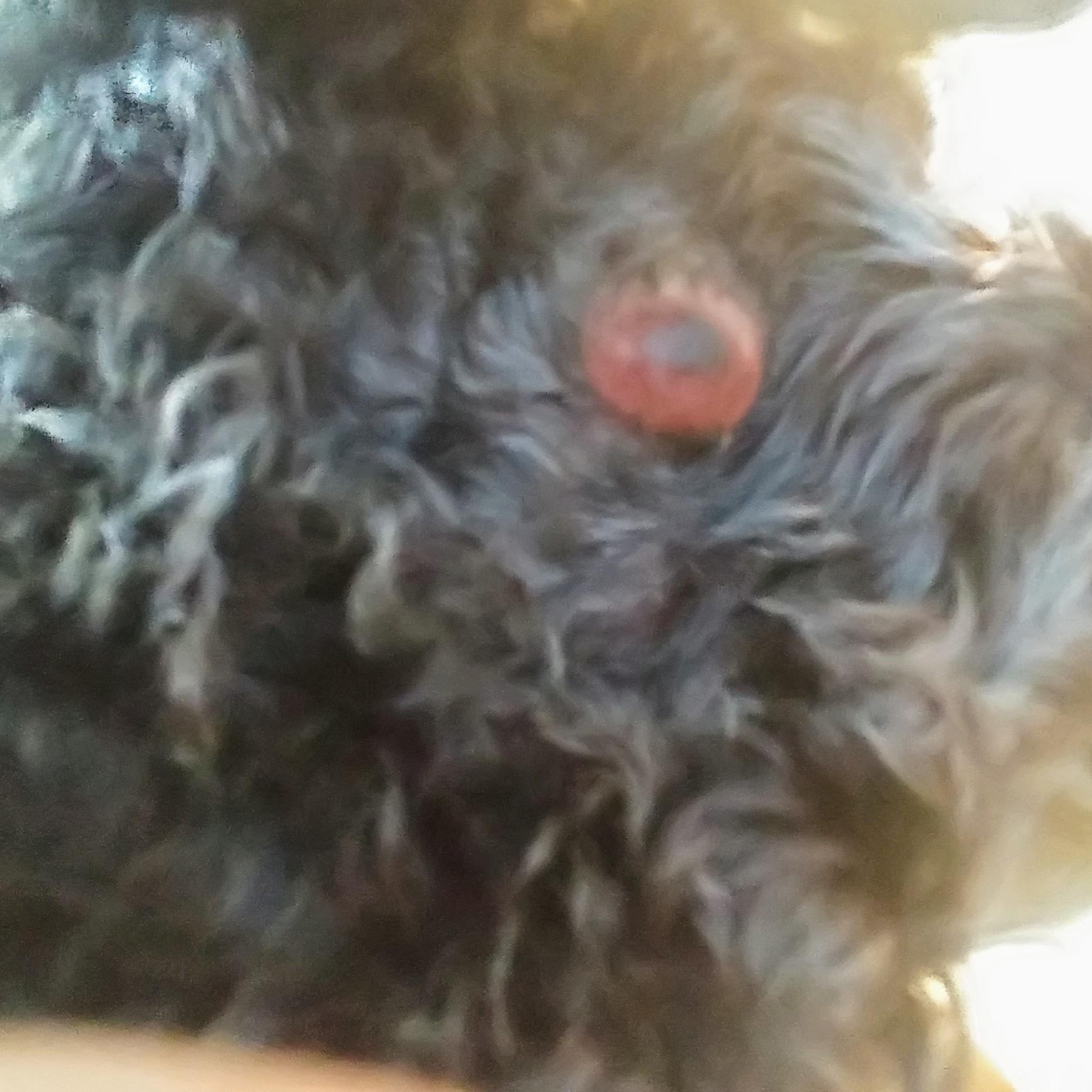 Poodle's Red, Itchy Cheek Bump with Black Dot? What to Do Now | Petco