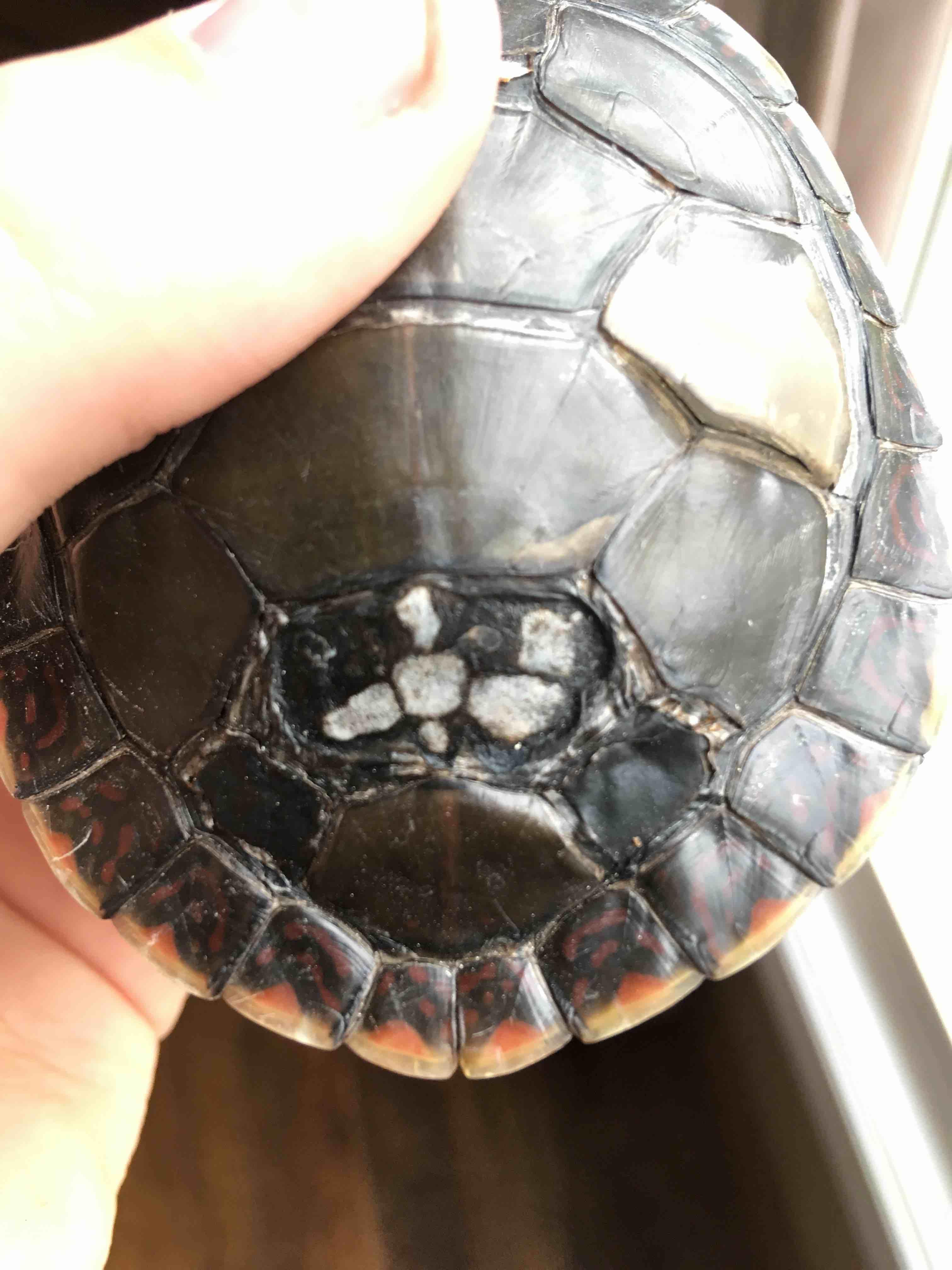 My Turtle's Hard, Damaged Shell: What's Wrong & How to Treat It? | Petco