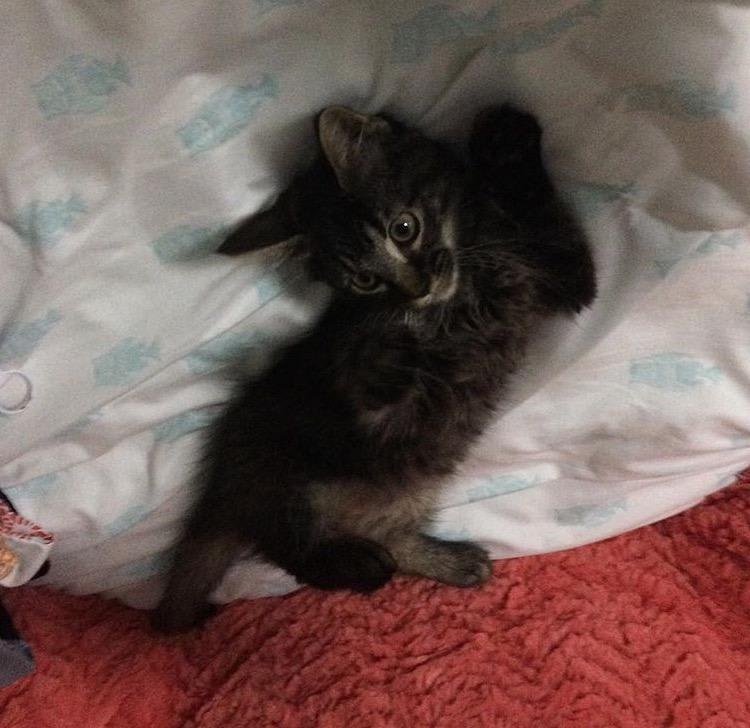 When to Switch Your 11-Month-Old Cat from Kitten to Adult Food? | Petco