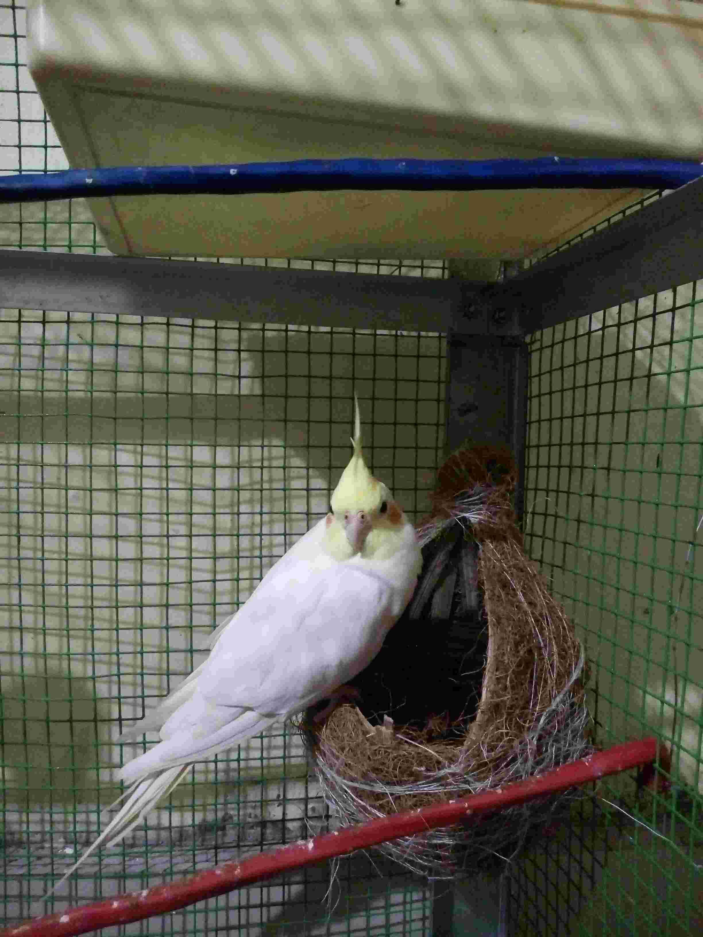 My Bird is Lethargic, Sleeping Head Down: Is it Sick? | Petco
