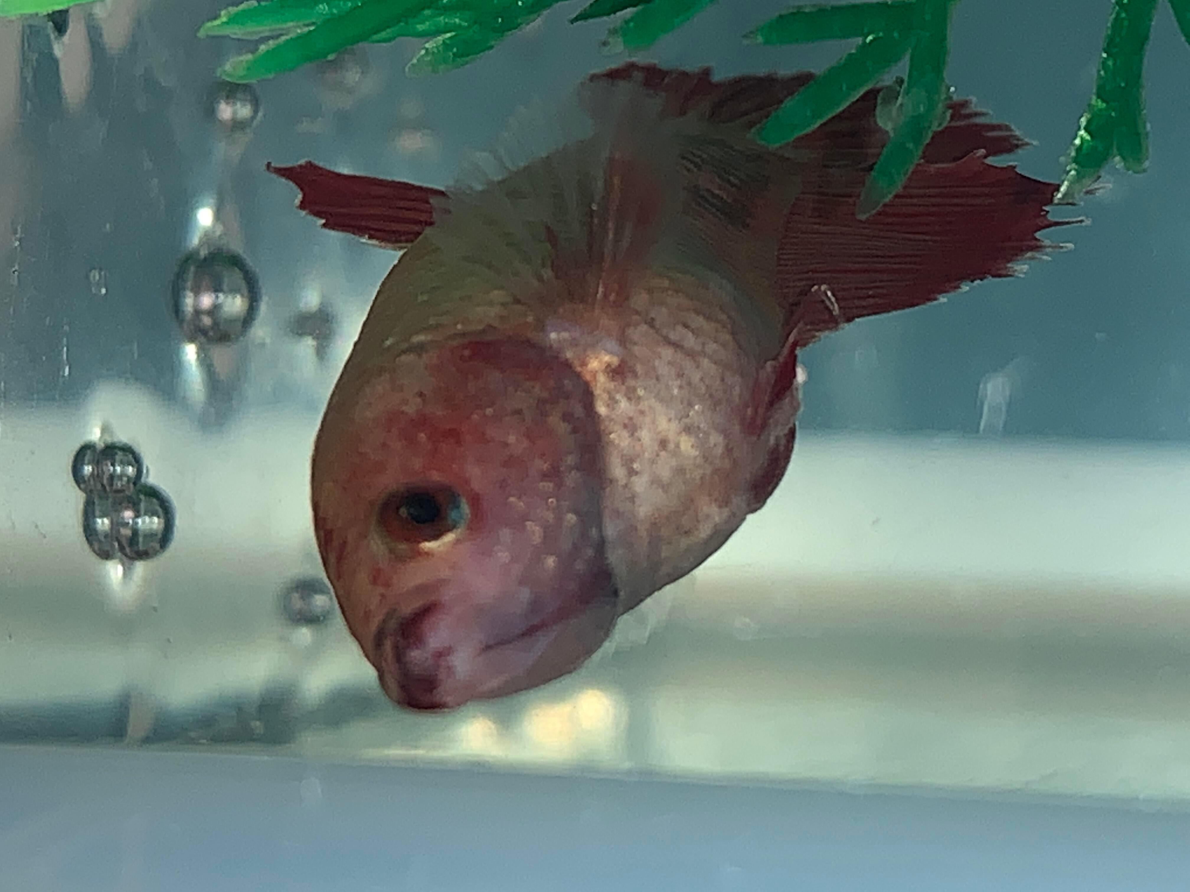 My Betta Is Sick, Lethargic, Has White Spots. What Can I Do? | Petco