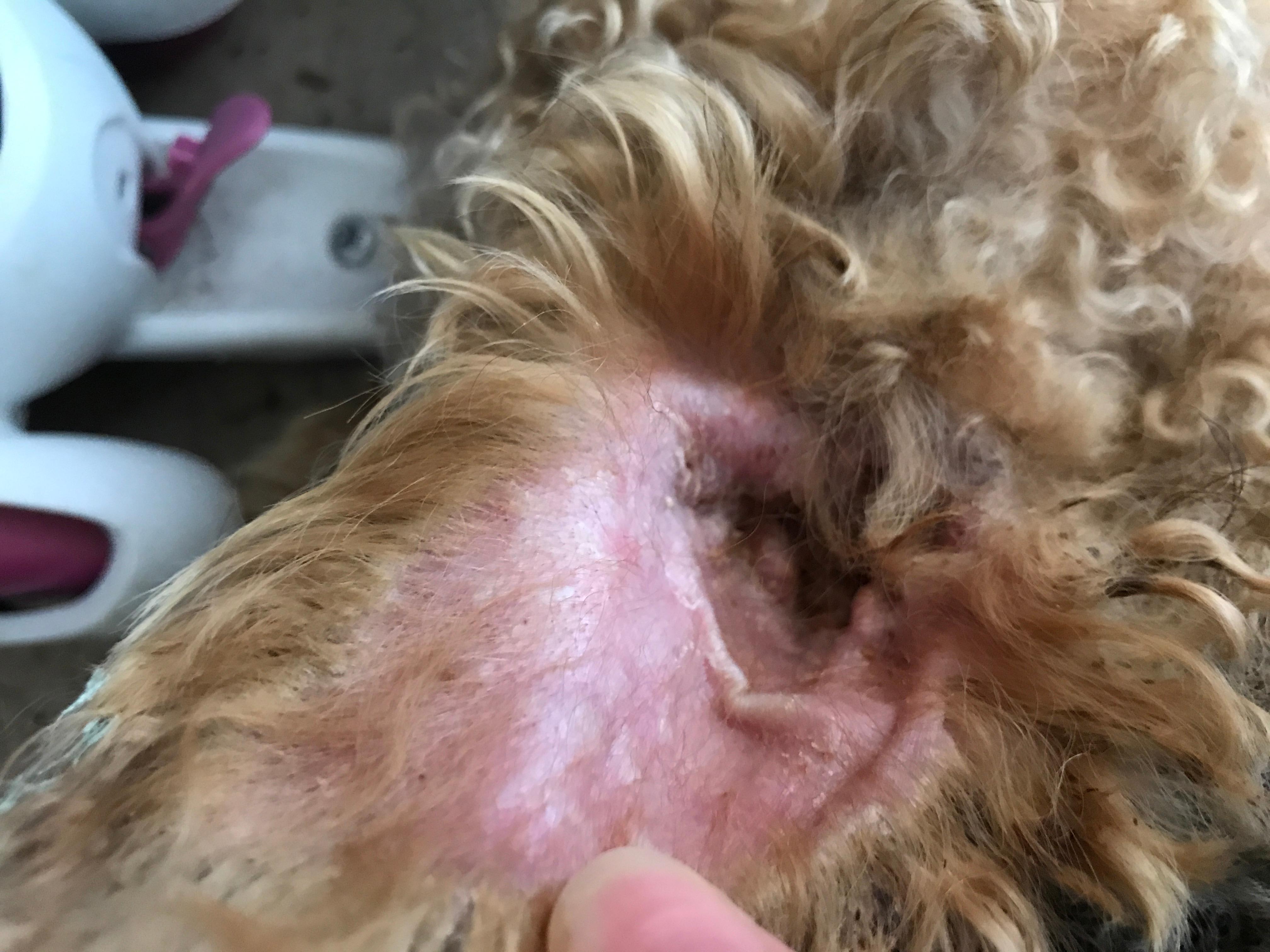 Is Prednisone Causing Your Dog's Dry Skin & Hair Loss on Ears? | Petco