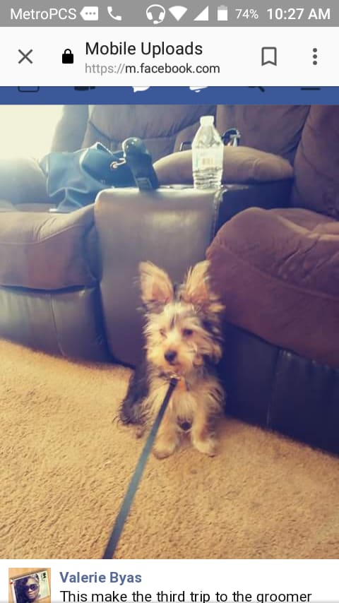 My Dog Ate Oreos & Donut: Is He Okay? What Should I Do? | Petco