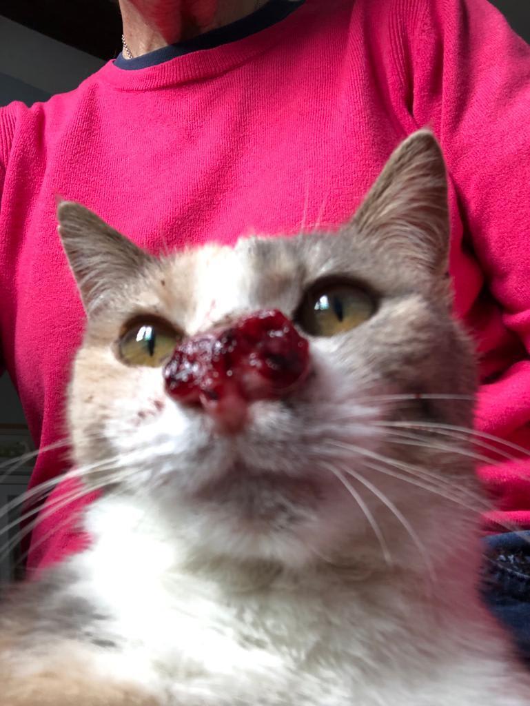 Why Does My Cat Have Nose Scabs & Growths? Is It Cancer? | Petco