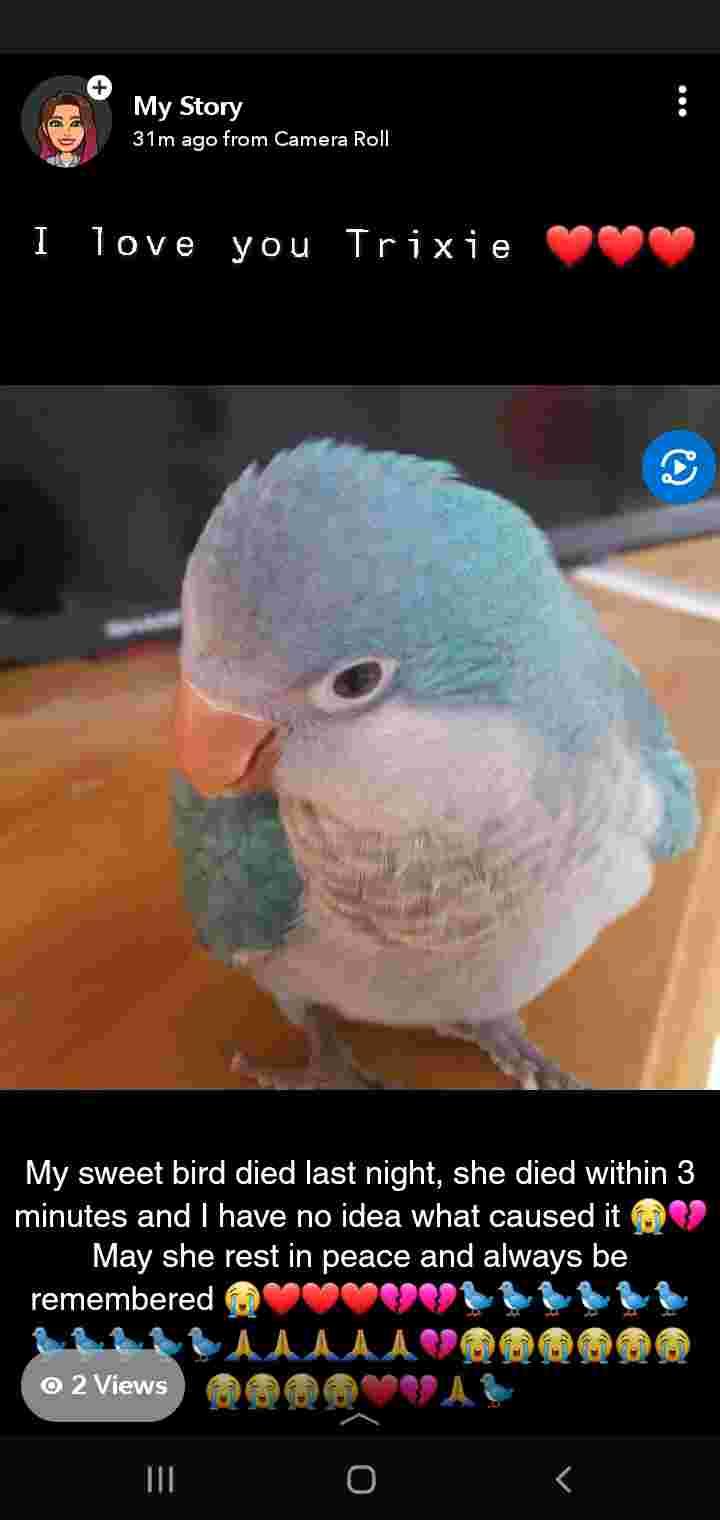 Why did my Quaker parrot die suddenly, bleeding from the mouth? | Petco