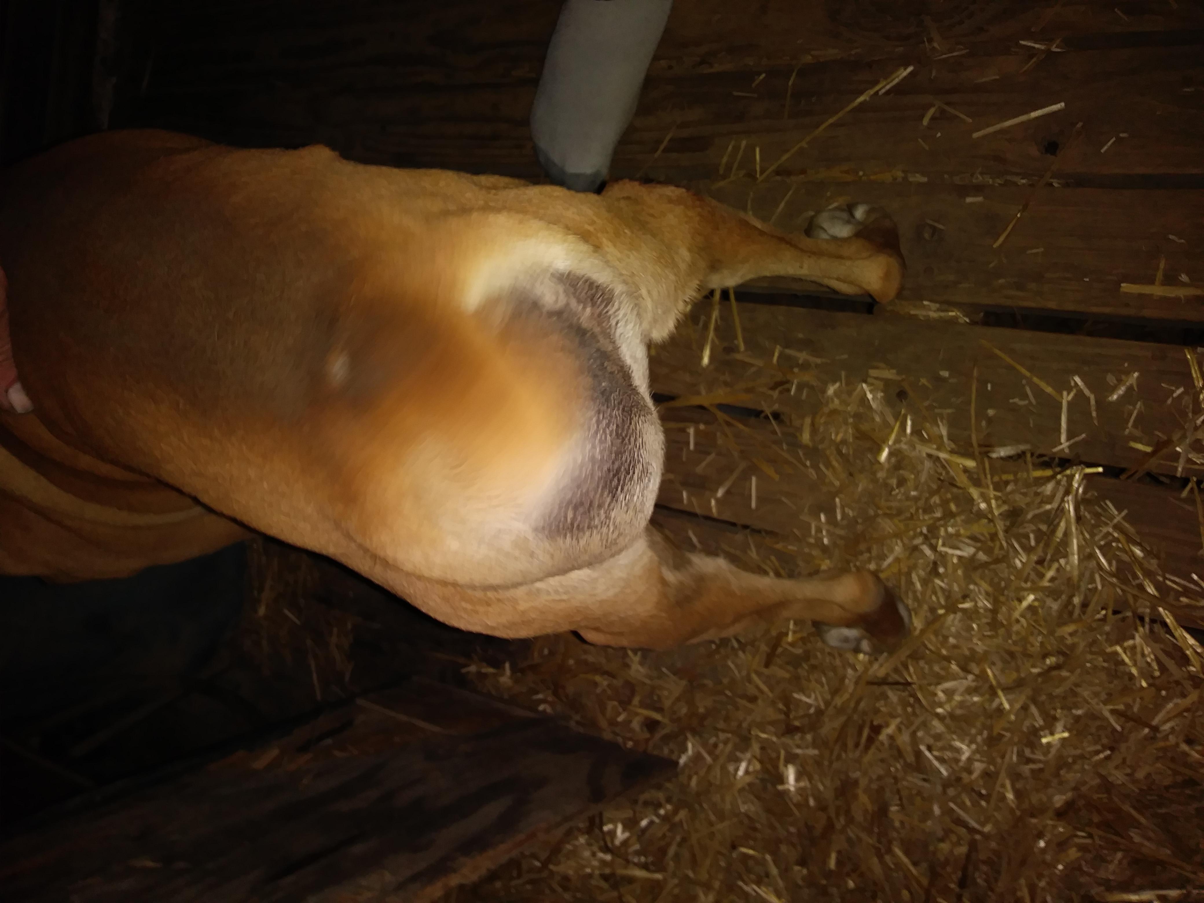 My Boxer has a watery, painless swelling on his rear. What's wrong? | Petco