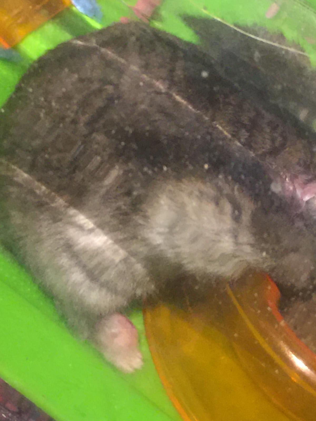 My hamster has a swollen lump on its foot. Is it a wheel injury? | Petco