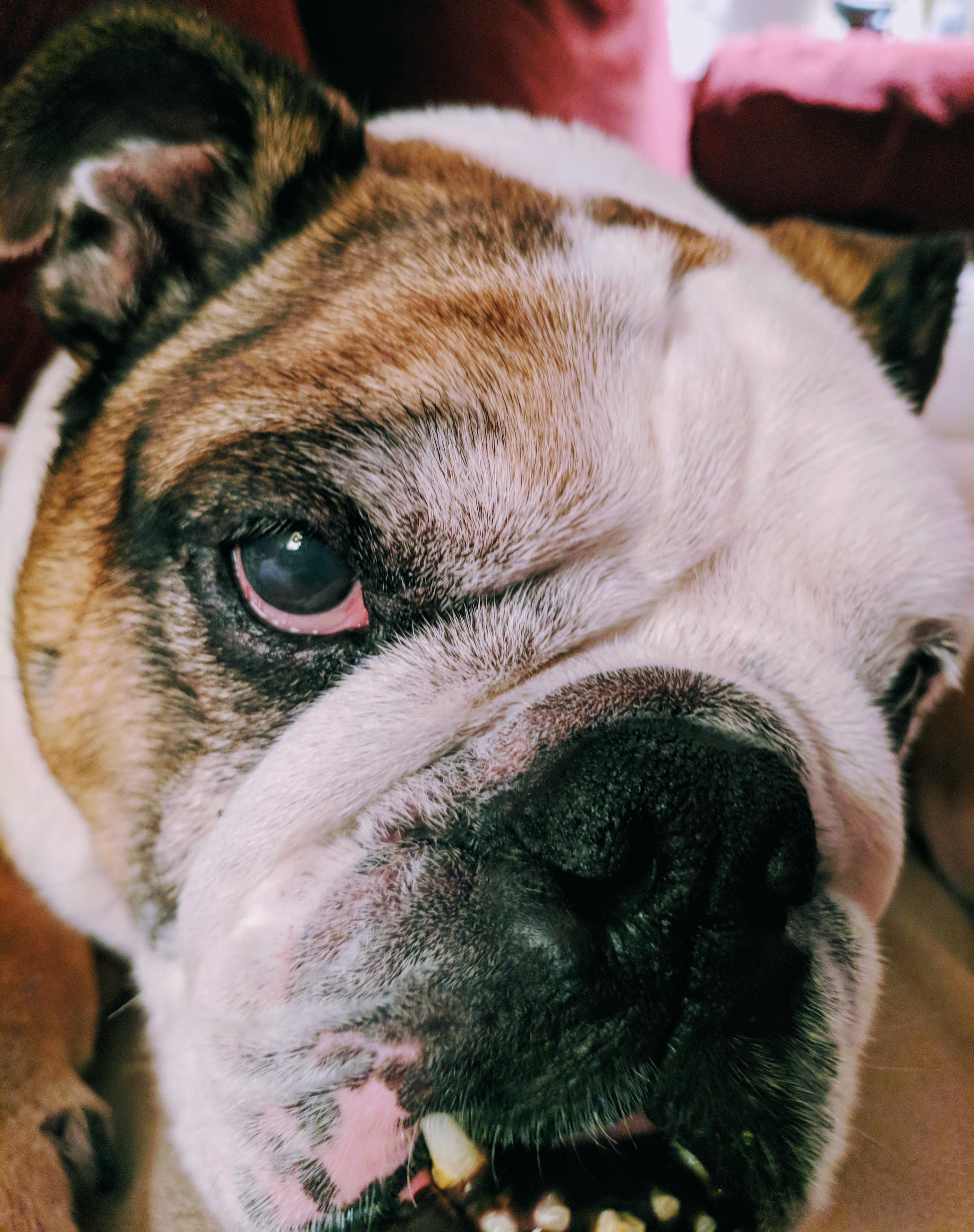 Keep Your Bulldog's Eyes Healthy After Temaril-P for Allergies | Petco