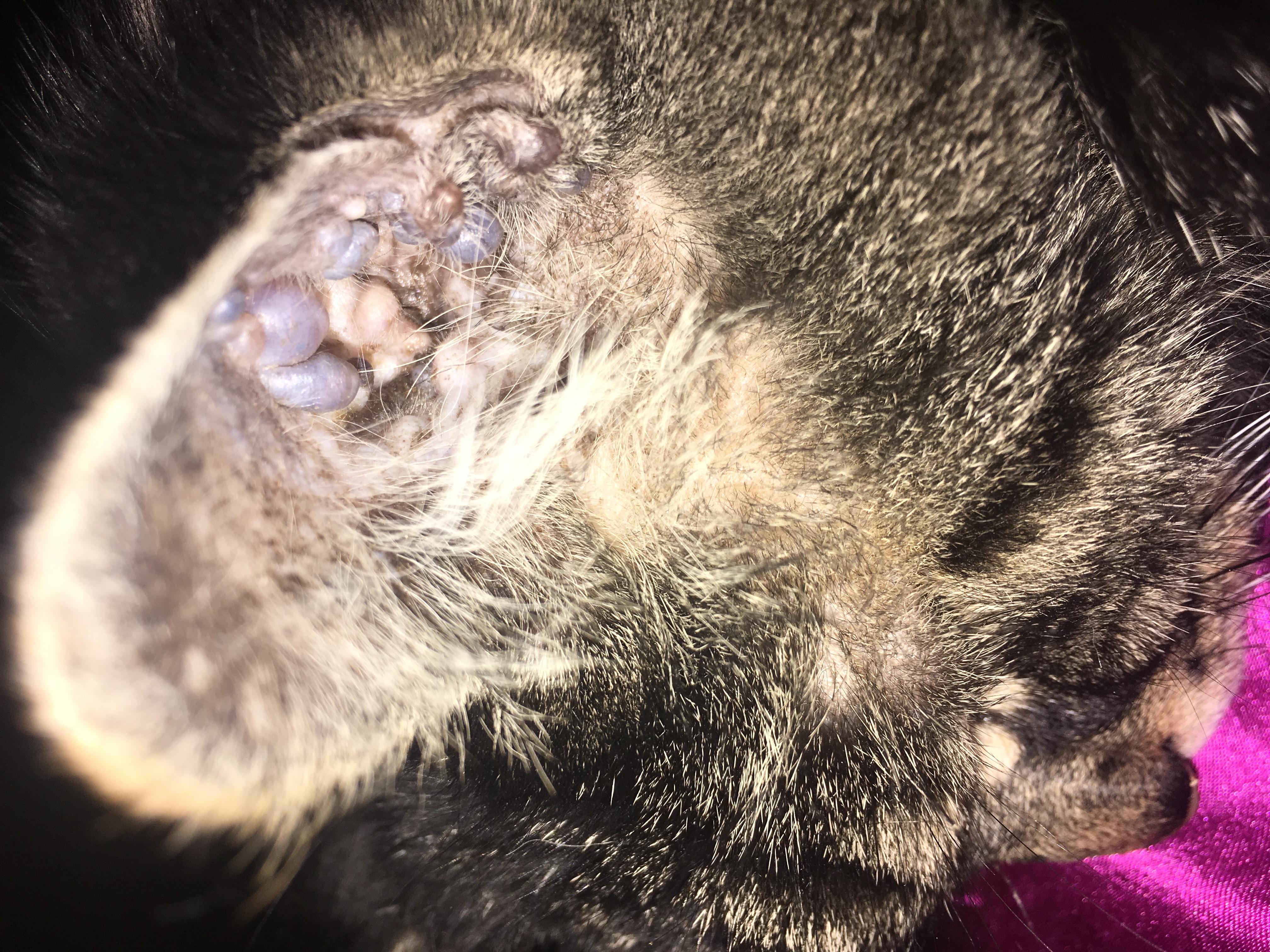 My senior cat has lumps in his ear. Are they serious or normal? | Petco