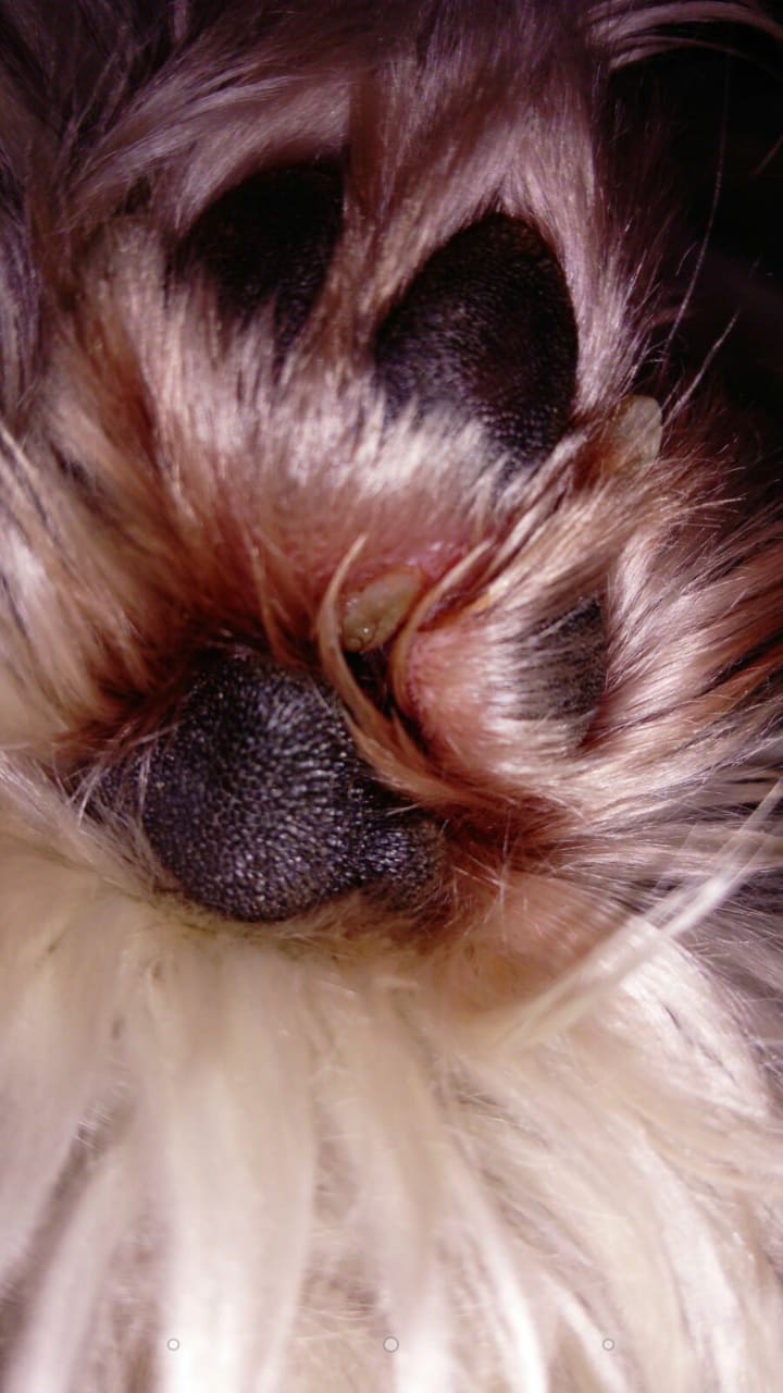 My Dog's Red, Itchy Paws Spreading? Could It Be Allergies? | Petco