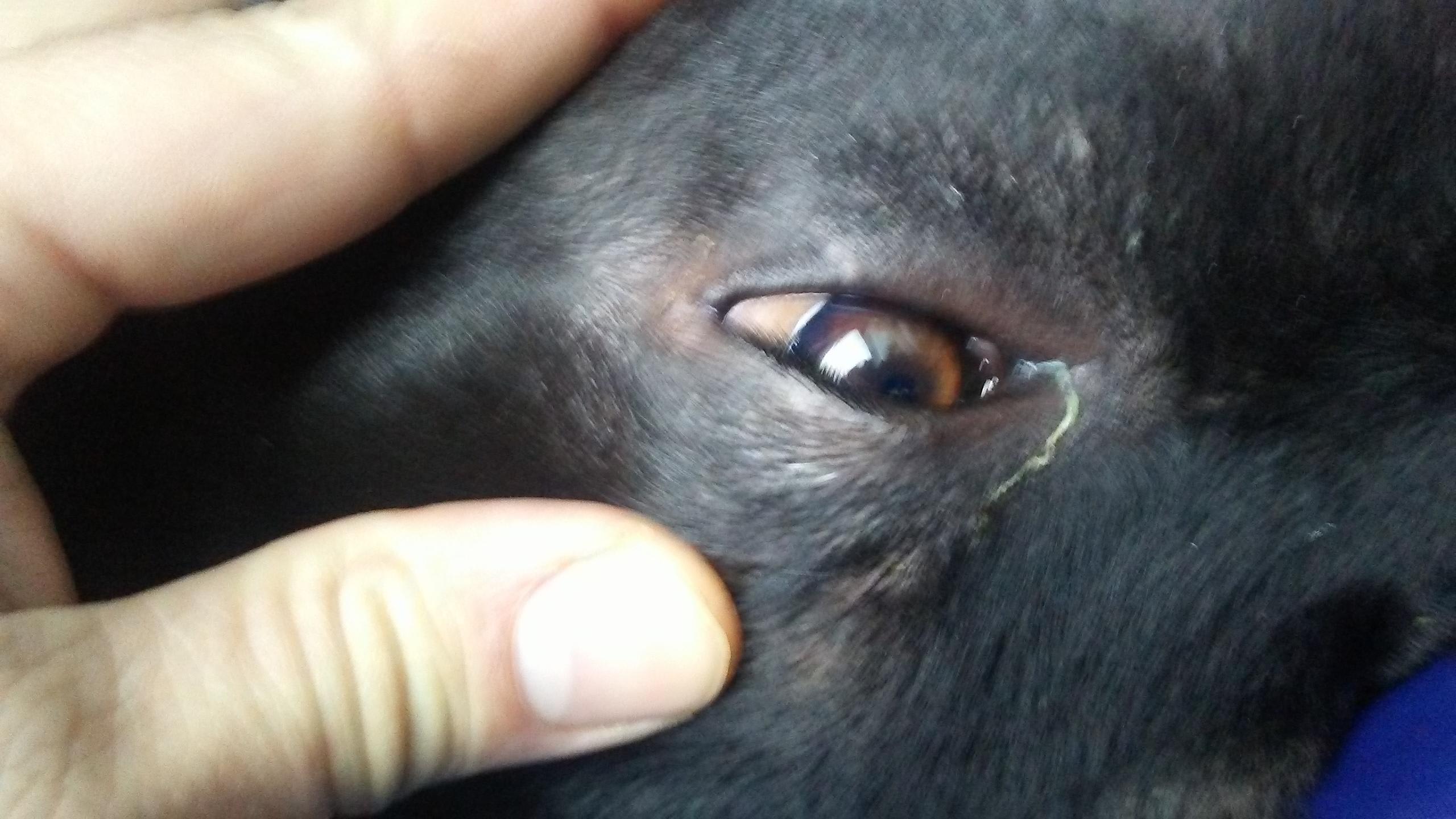 My Dog's Eyes: Discharge, Hazy, Brown. Is It Pink Eye? | Petco