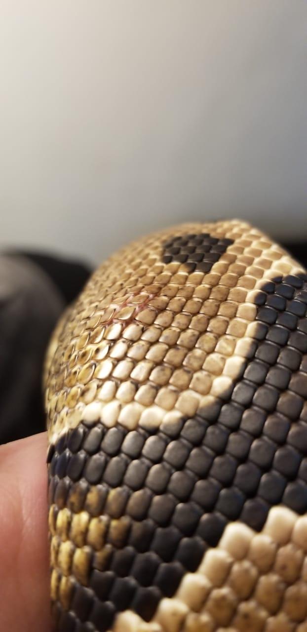 My snake has lumps. Are they from mites, or a new heat lamp burn? | Petco