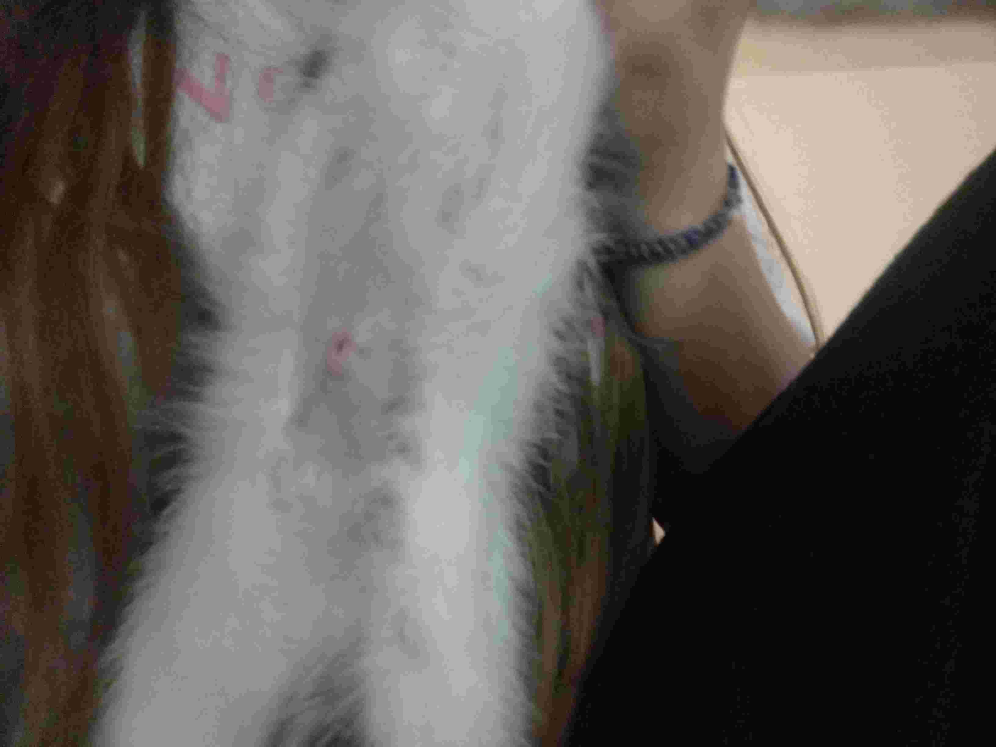 My Cat's Spay Incision Looks Open: Is It Normal? See a Vet? | Petco