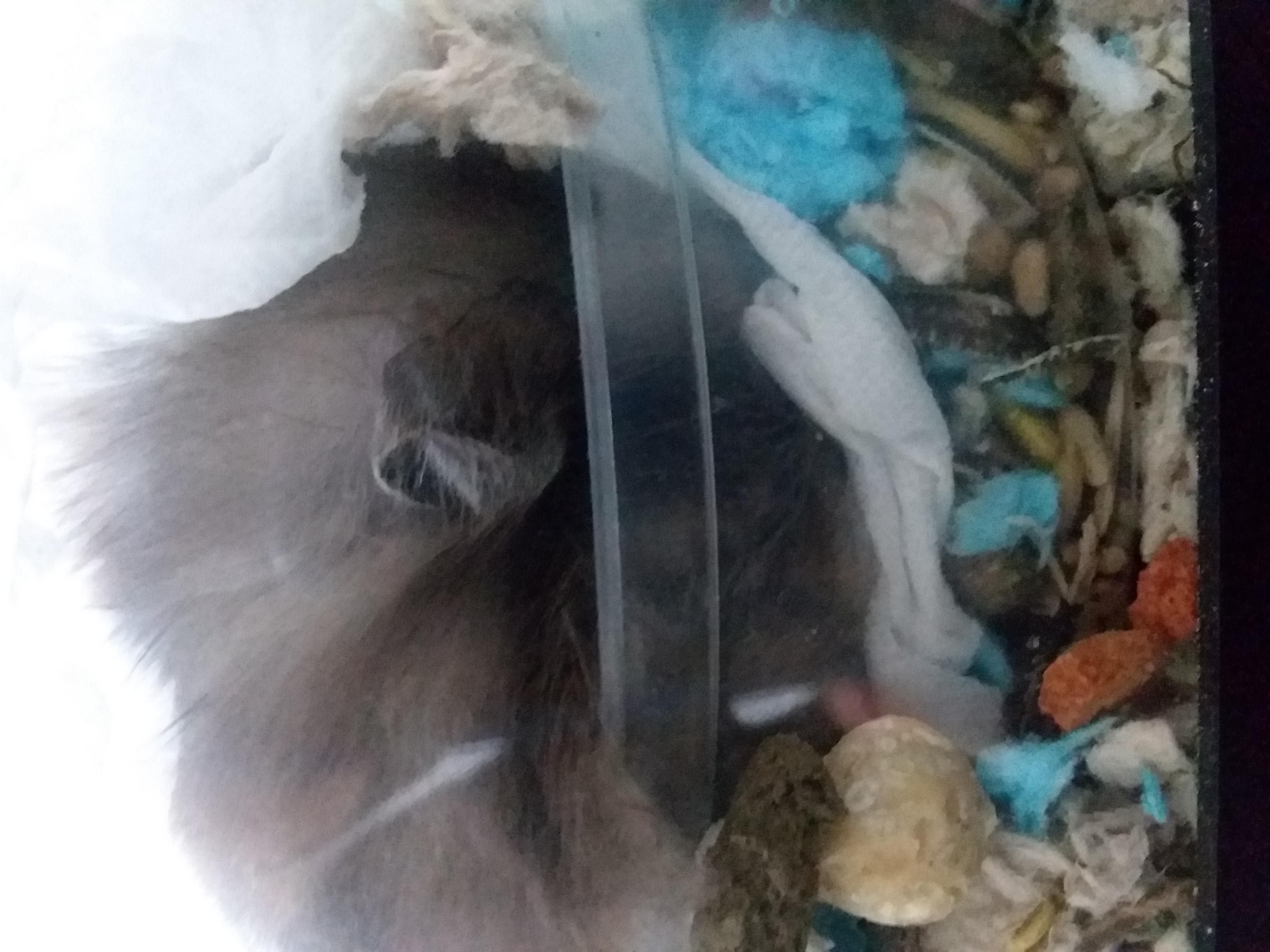 How long until hamster gives birth after nesting and hoarding? | Petco