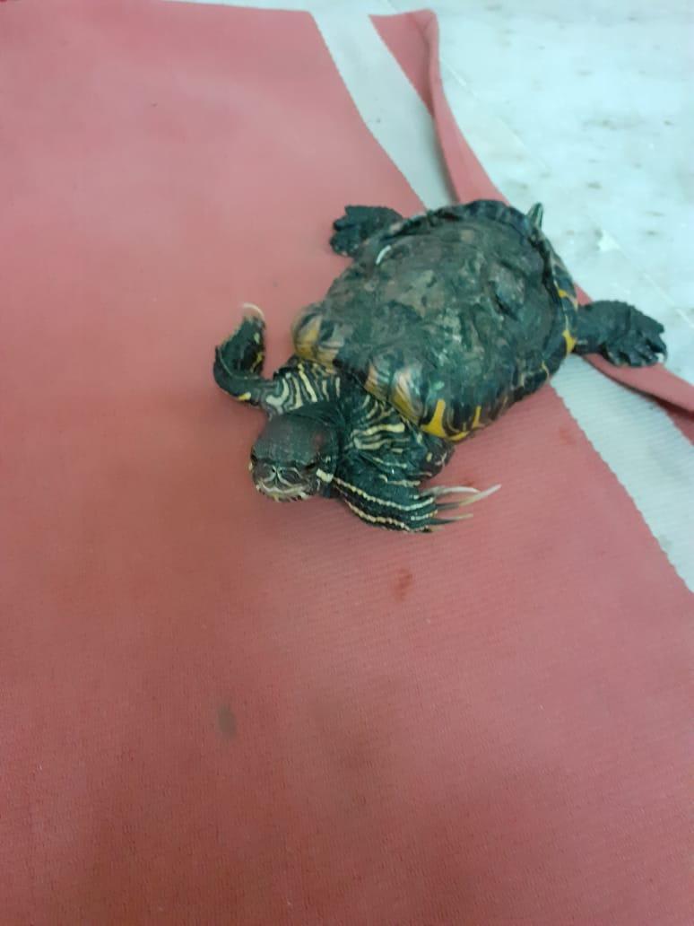 My Turtle Has a Deformed Shell. How Can I Improve Its Condition? | Petco
