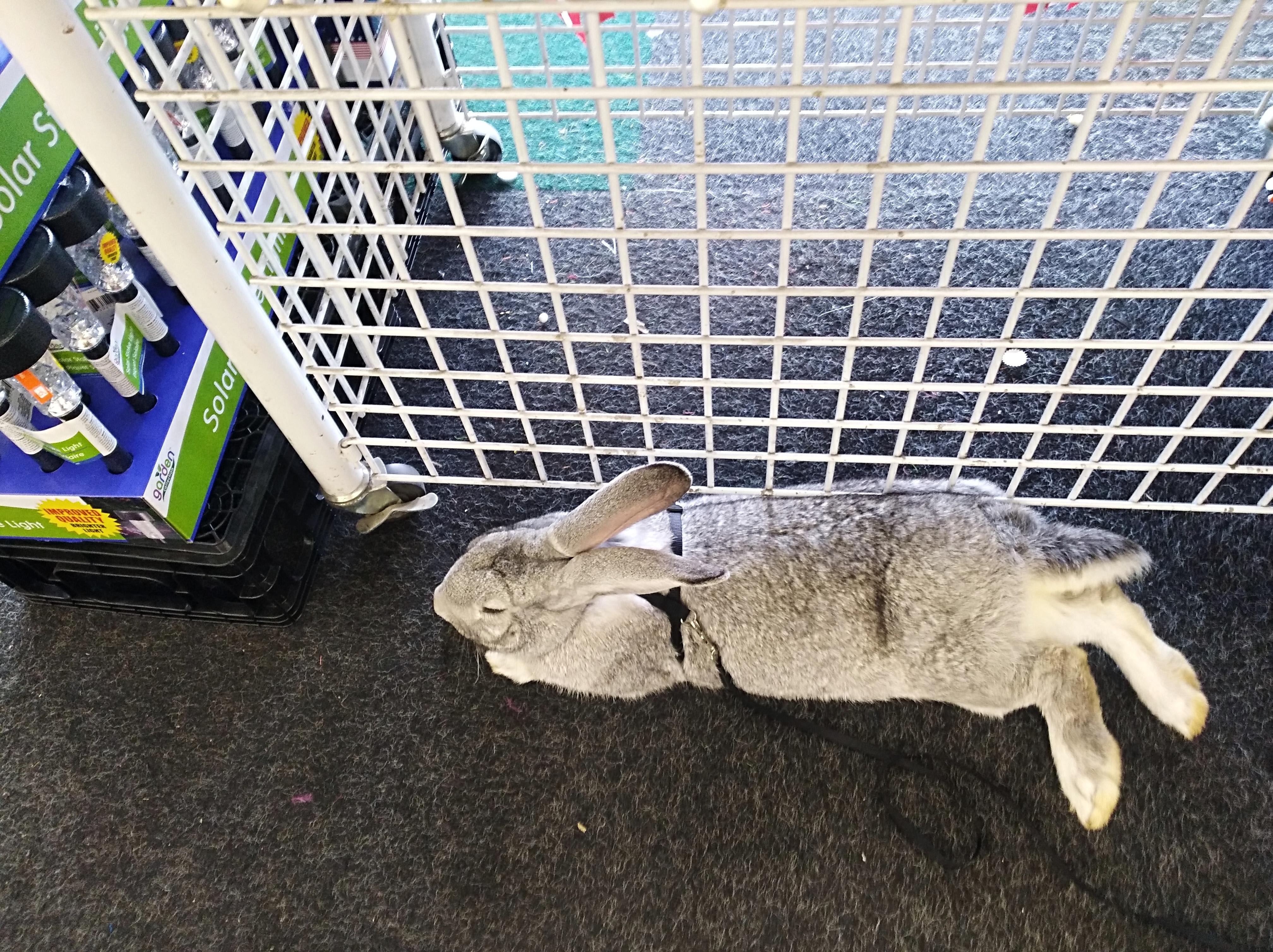 My rabbit seems to enjoy going out and loves people.. I have a trip ...