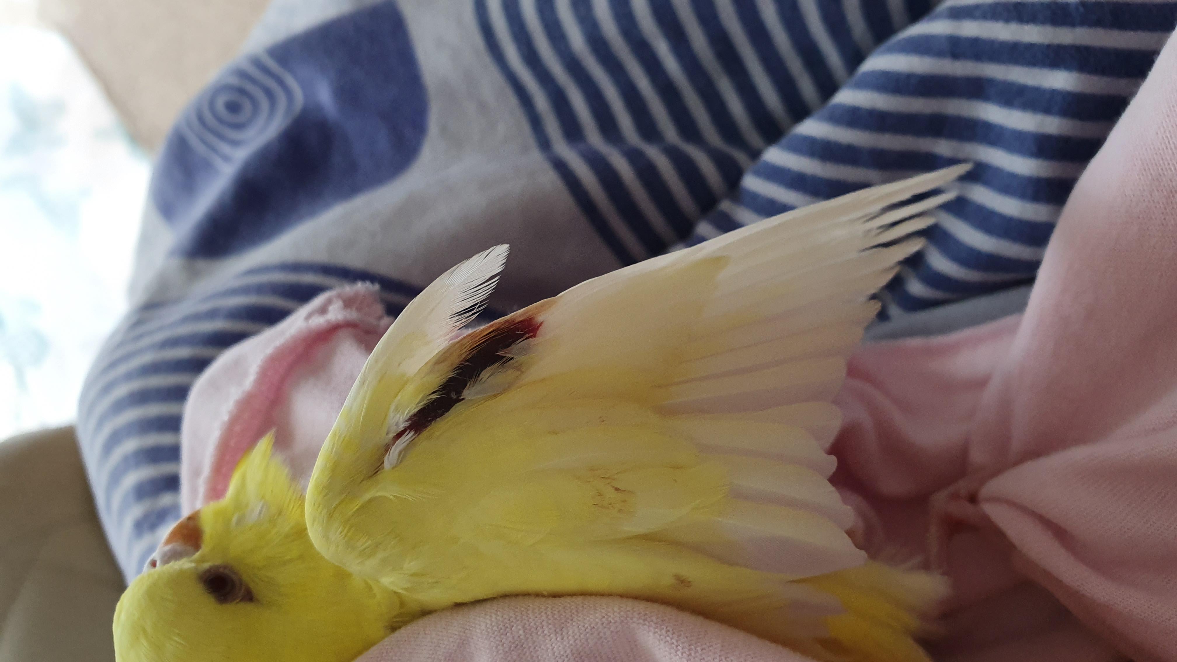Why is my budgie bleeding from both wings in the same spot? | Petco