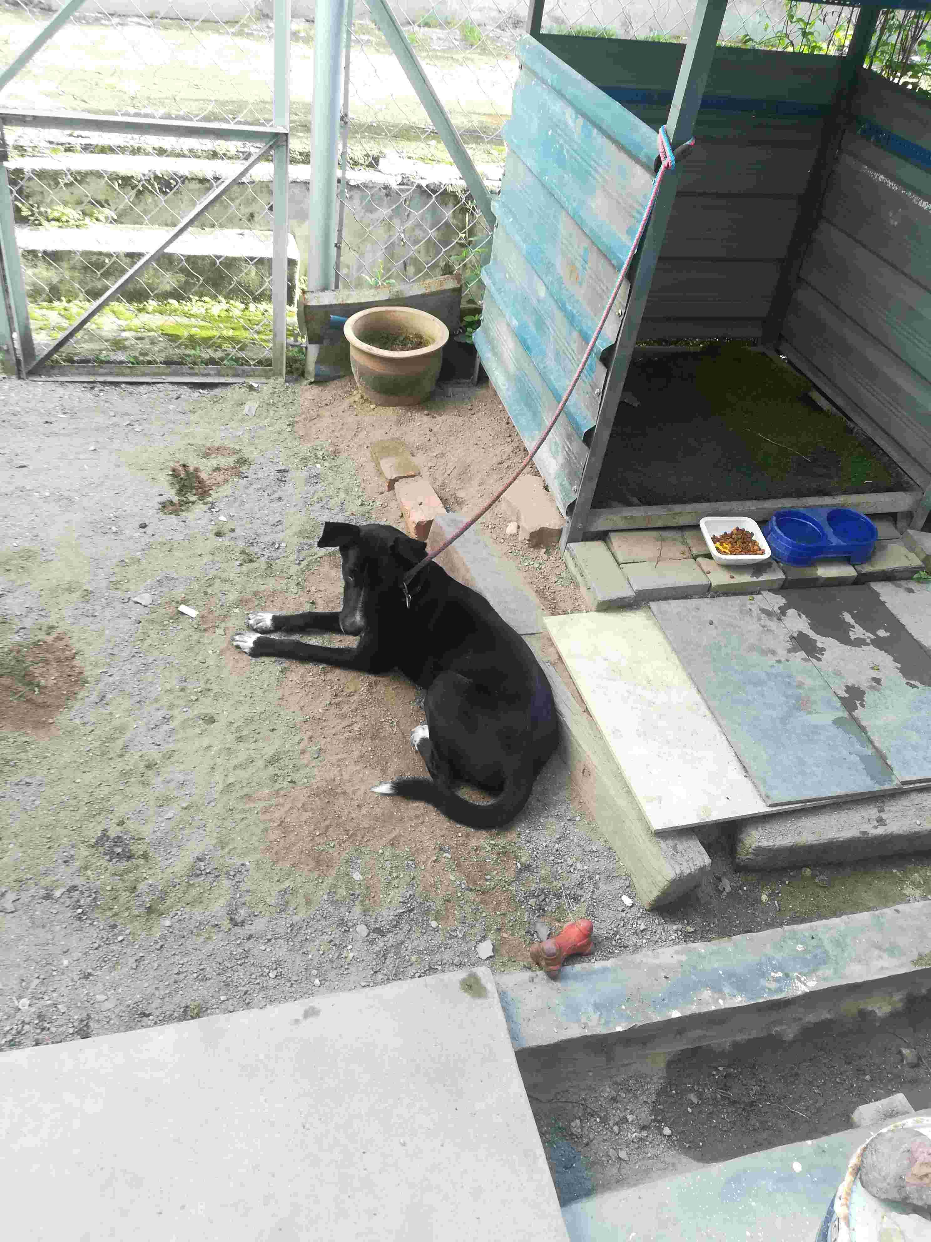 My Dog Looks Like a Telomian. How to Confirm His Breed? | Petco