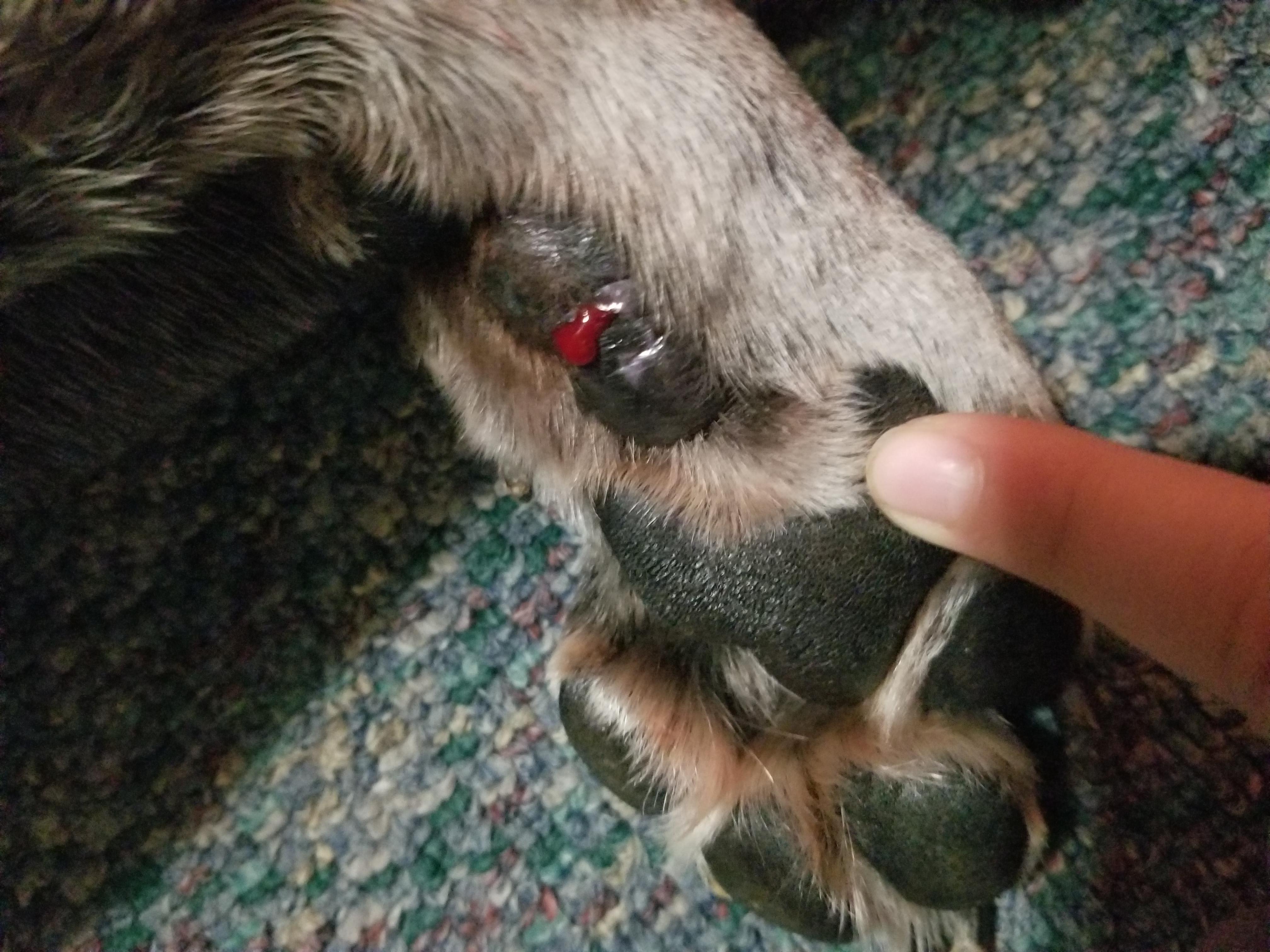 What is this bleeding pocket on my senior dog's paw that refills? | Petco