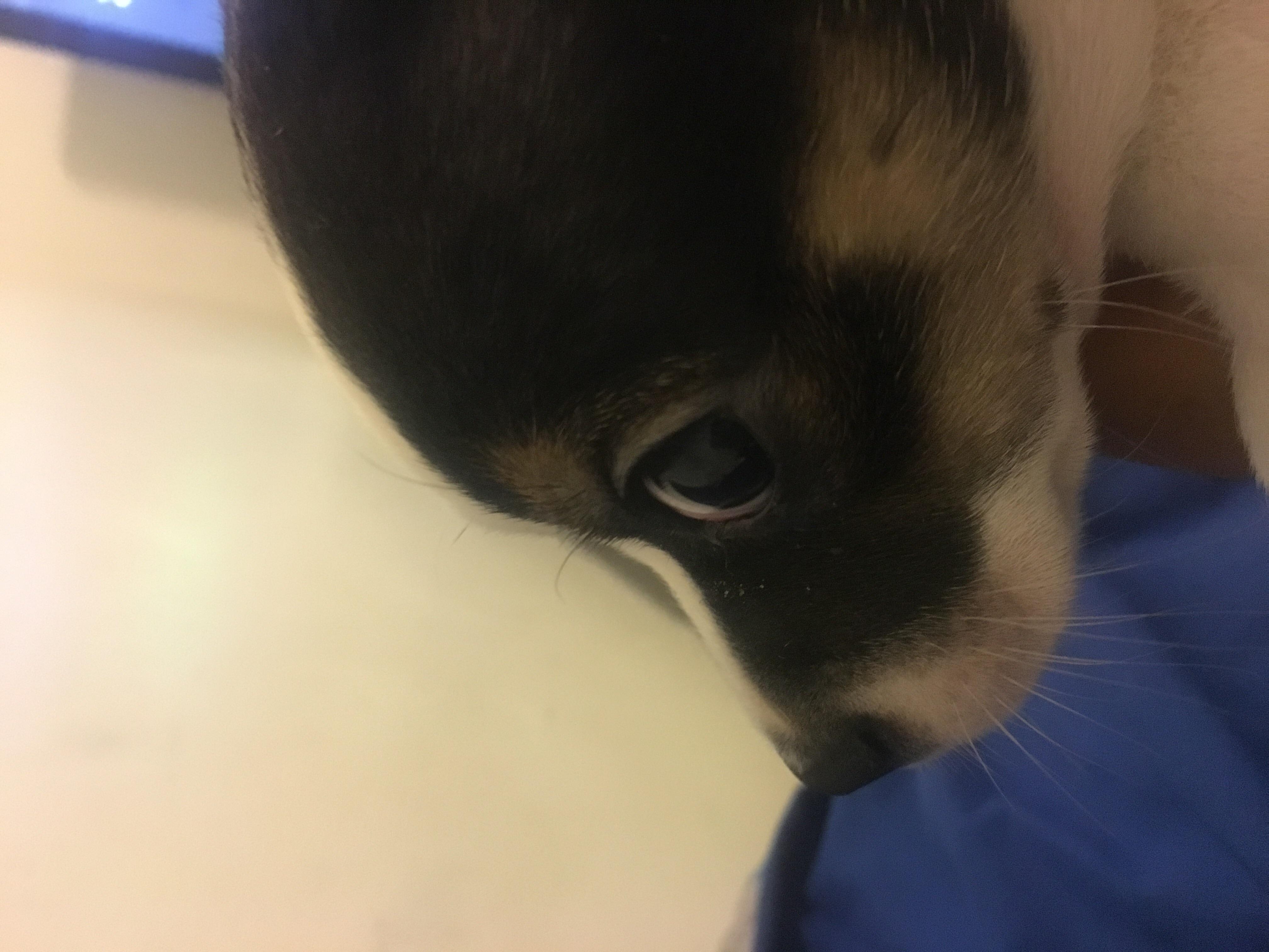 My Dog's Eye Is Bulging & Third Eyelid Showing: What to Do? | Petco